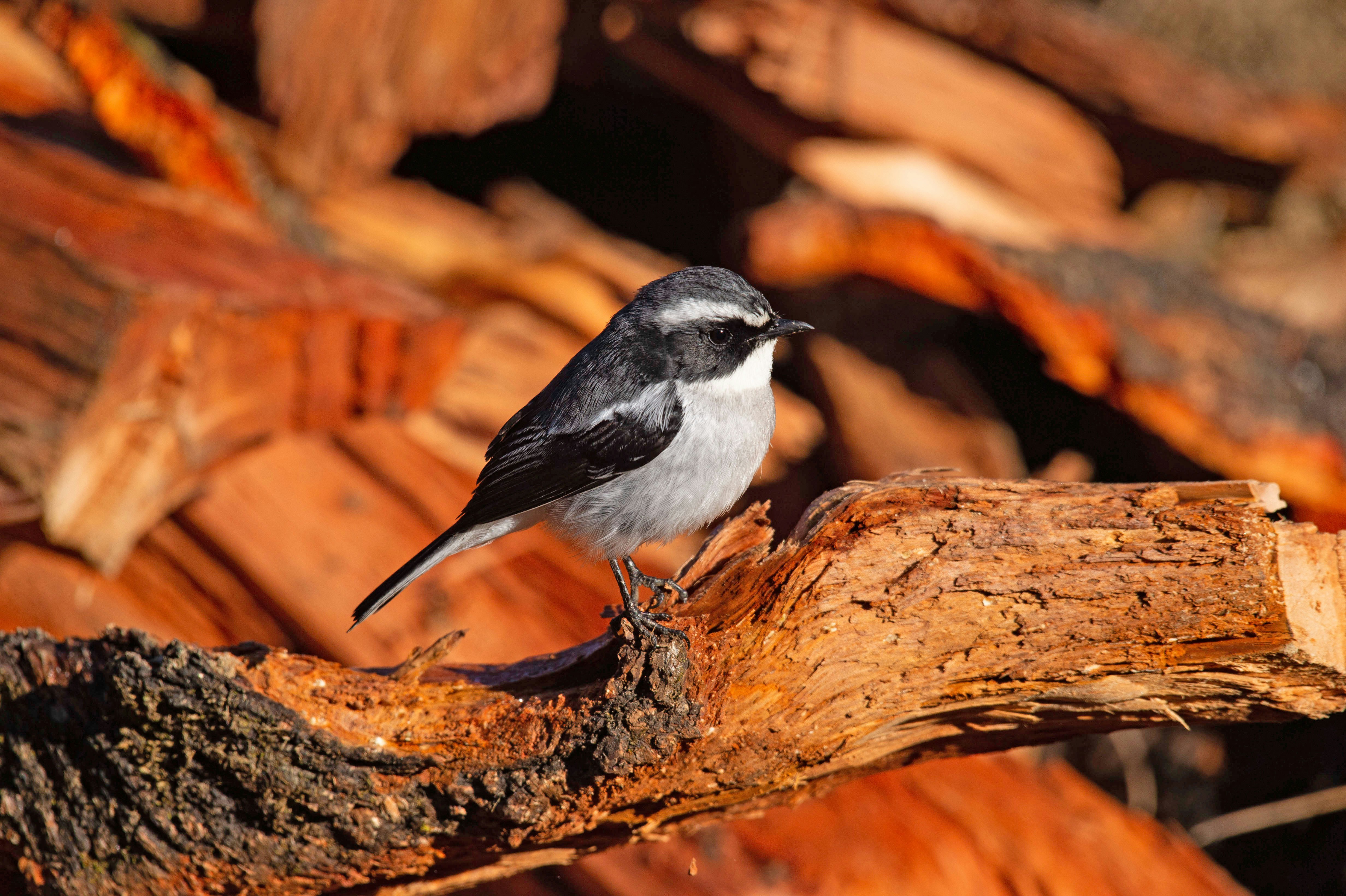 Black-capped Chickadee Perched Amid Burnt-Orange Logs