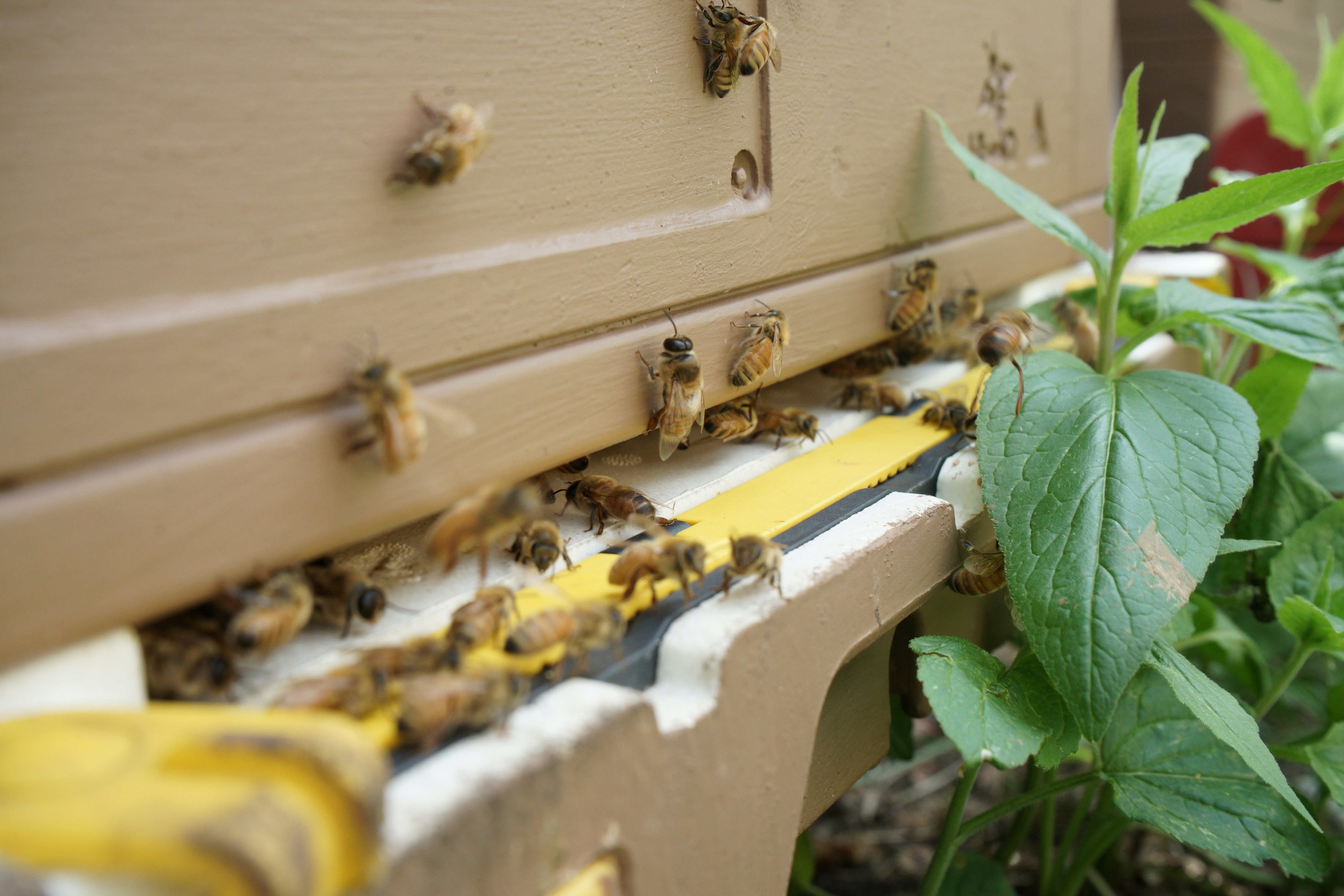Busy Bee Corridor: A Year’s Worth of Motion at the Hive Entrance
