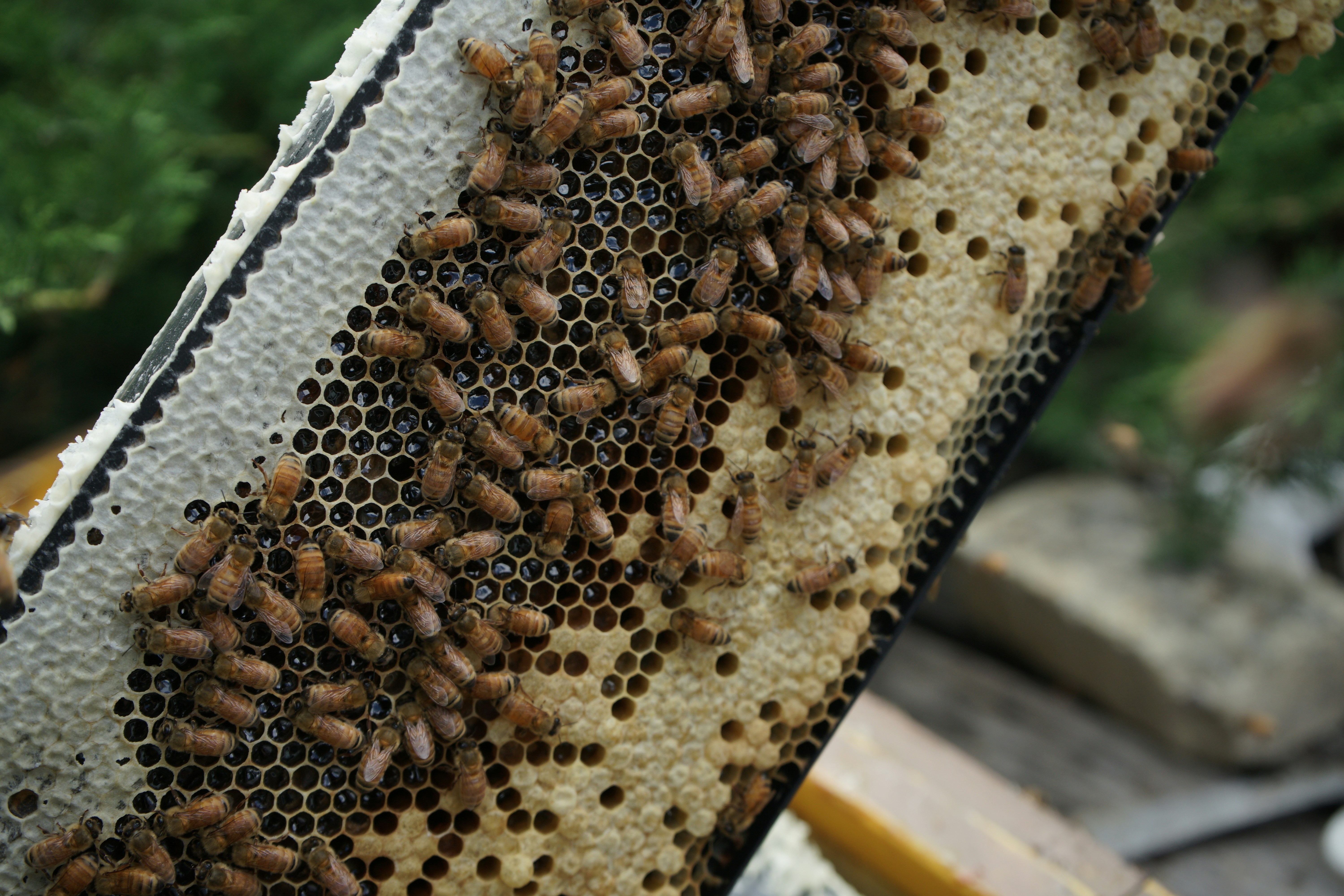 Honeycomb in Focus: A Beehive Framed by Wood and Declined Sun
