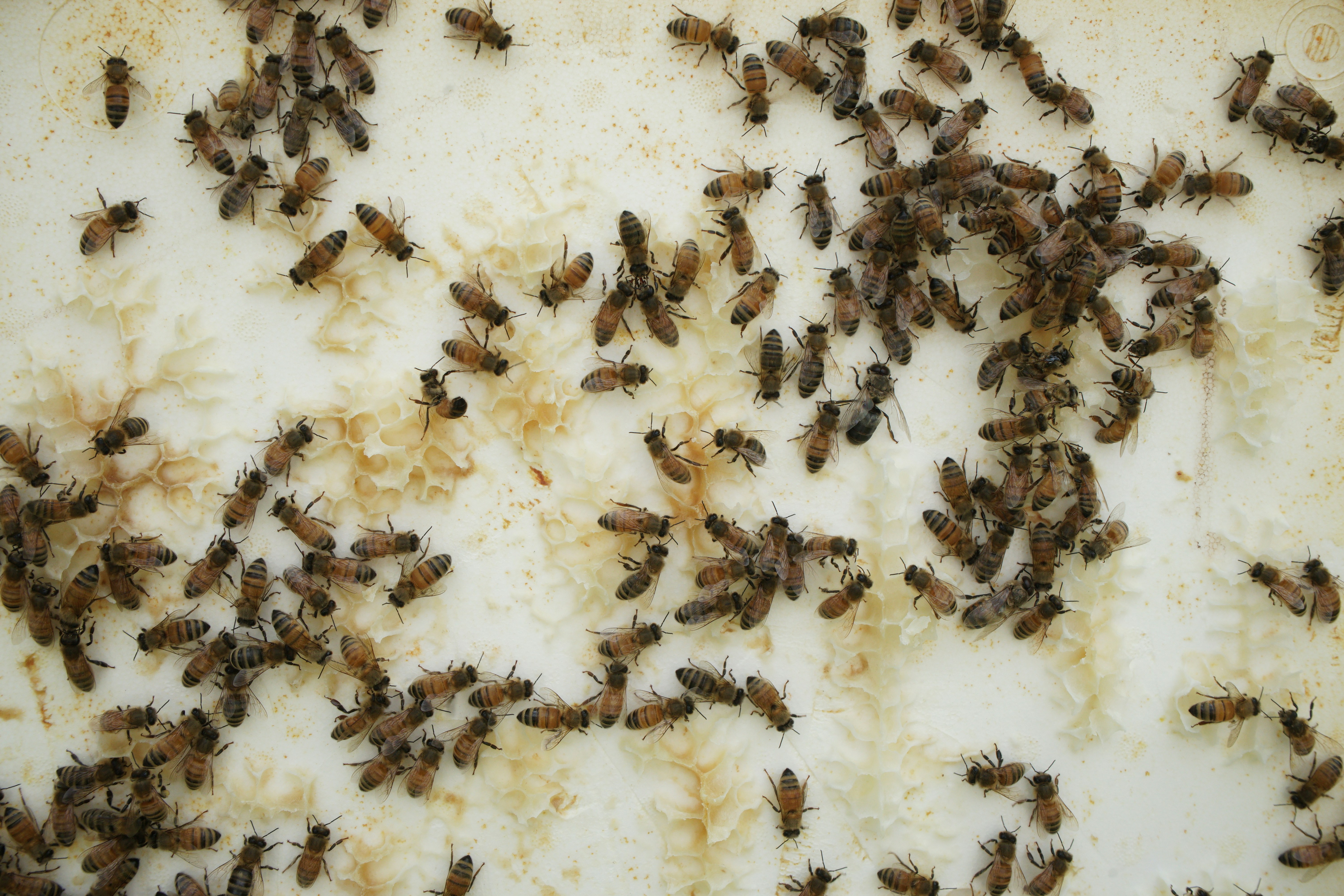 Honeycomb Parade: A Busy Swarm Across Pale Wax