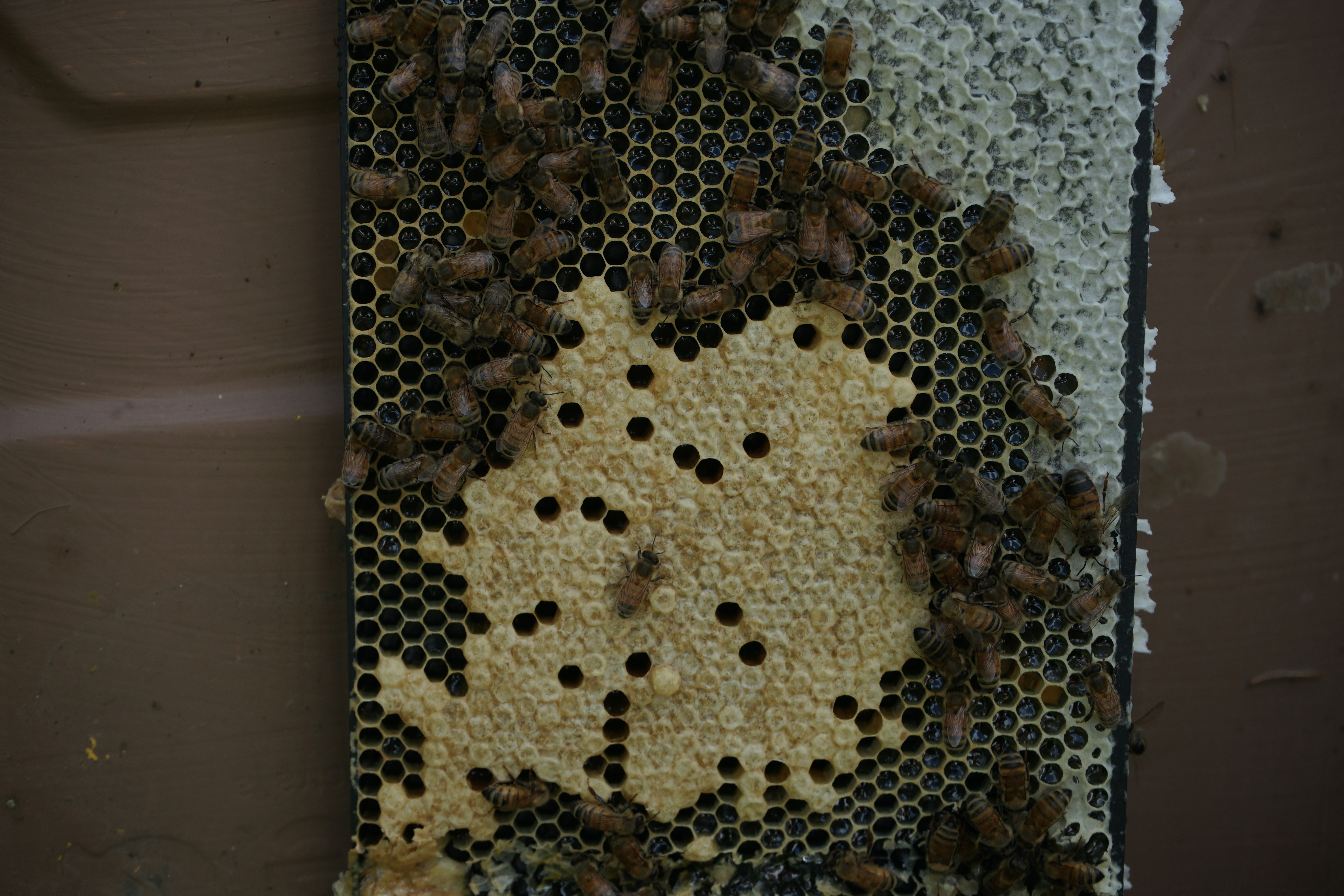Honeycomb Constellation: Beehive in Busy Frame