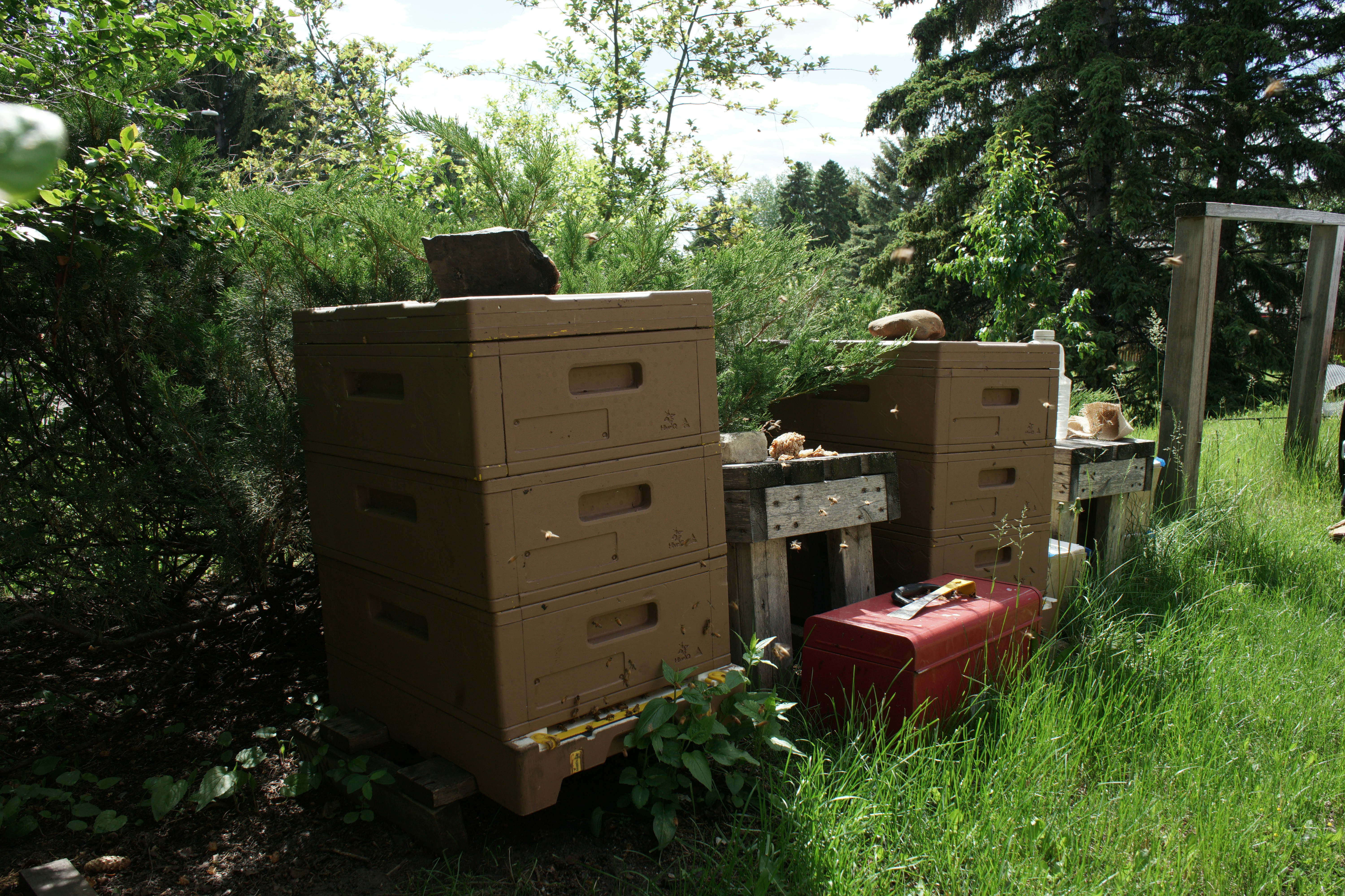 Beehive of Boxes: A Quiet Orchard Alchemy