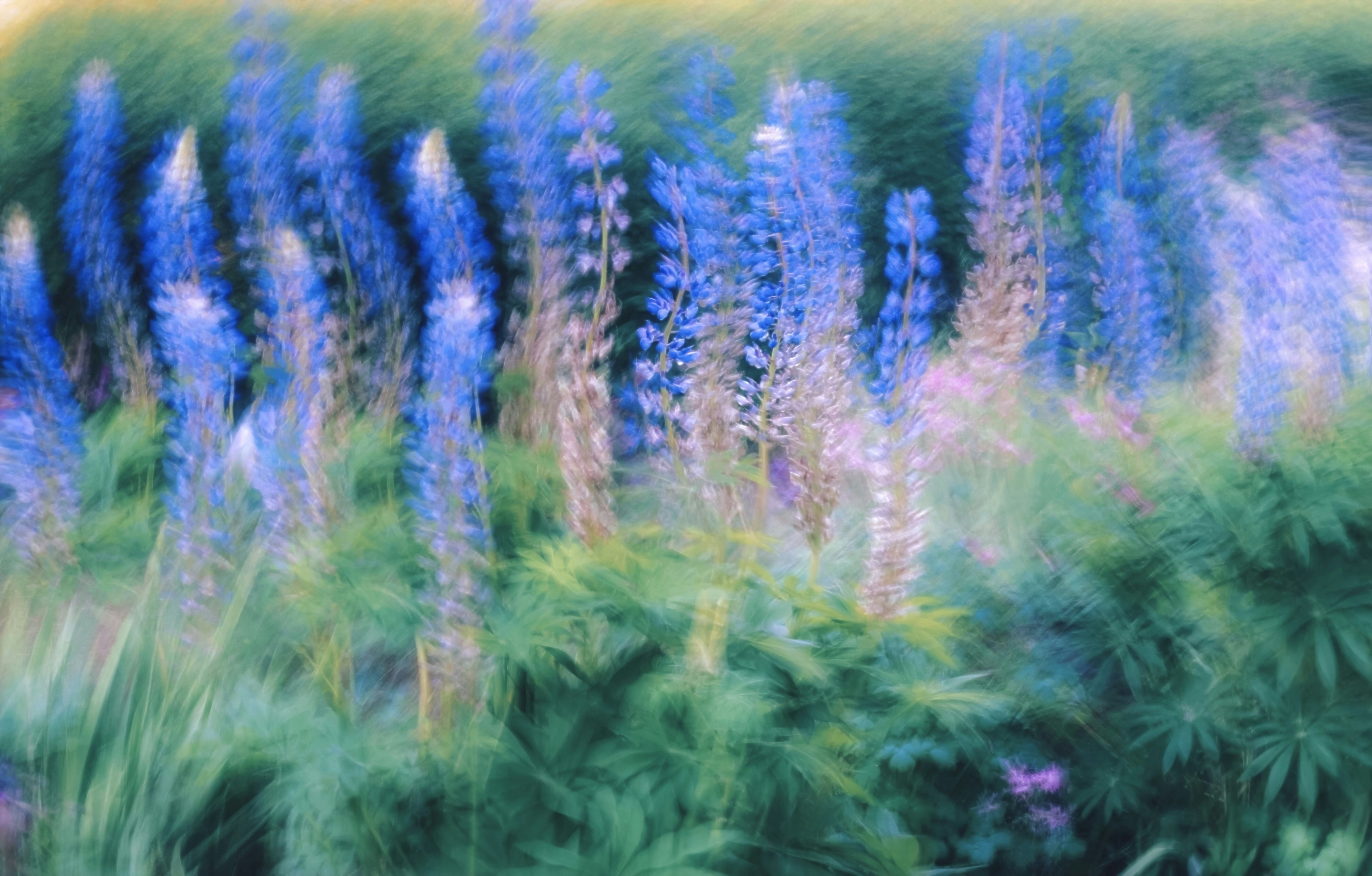 Blurred blue and purple flowers with green foliage. photo – Free ...