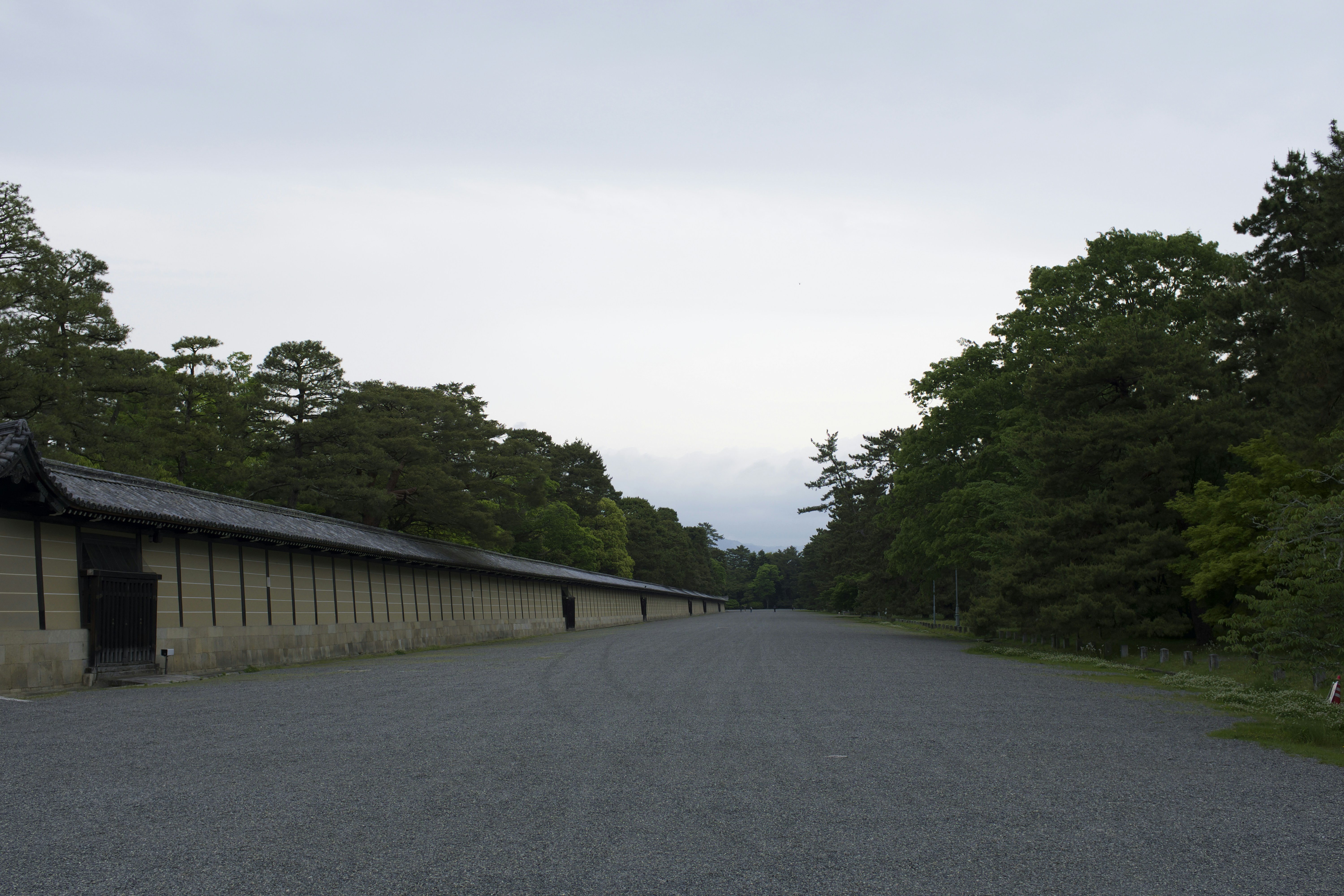 Quiet Avenue: A Historic Wall Straightway Through Pine Shadows