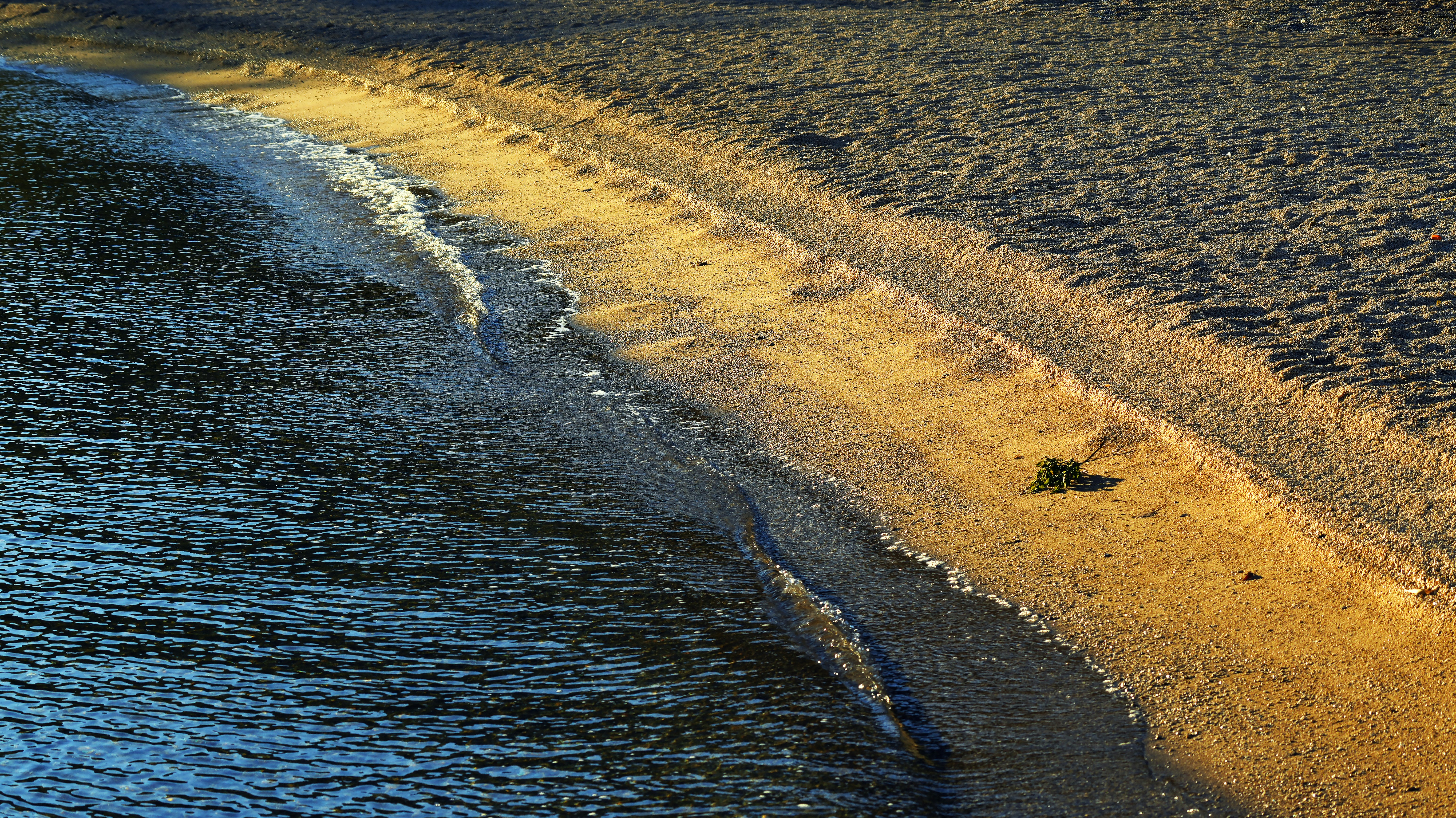 Golden Shoreline in Quiet Convergence