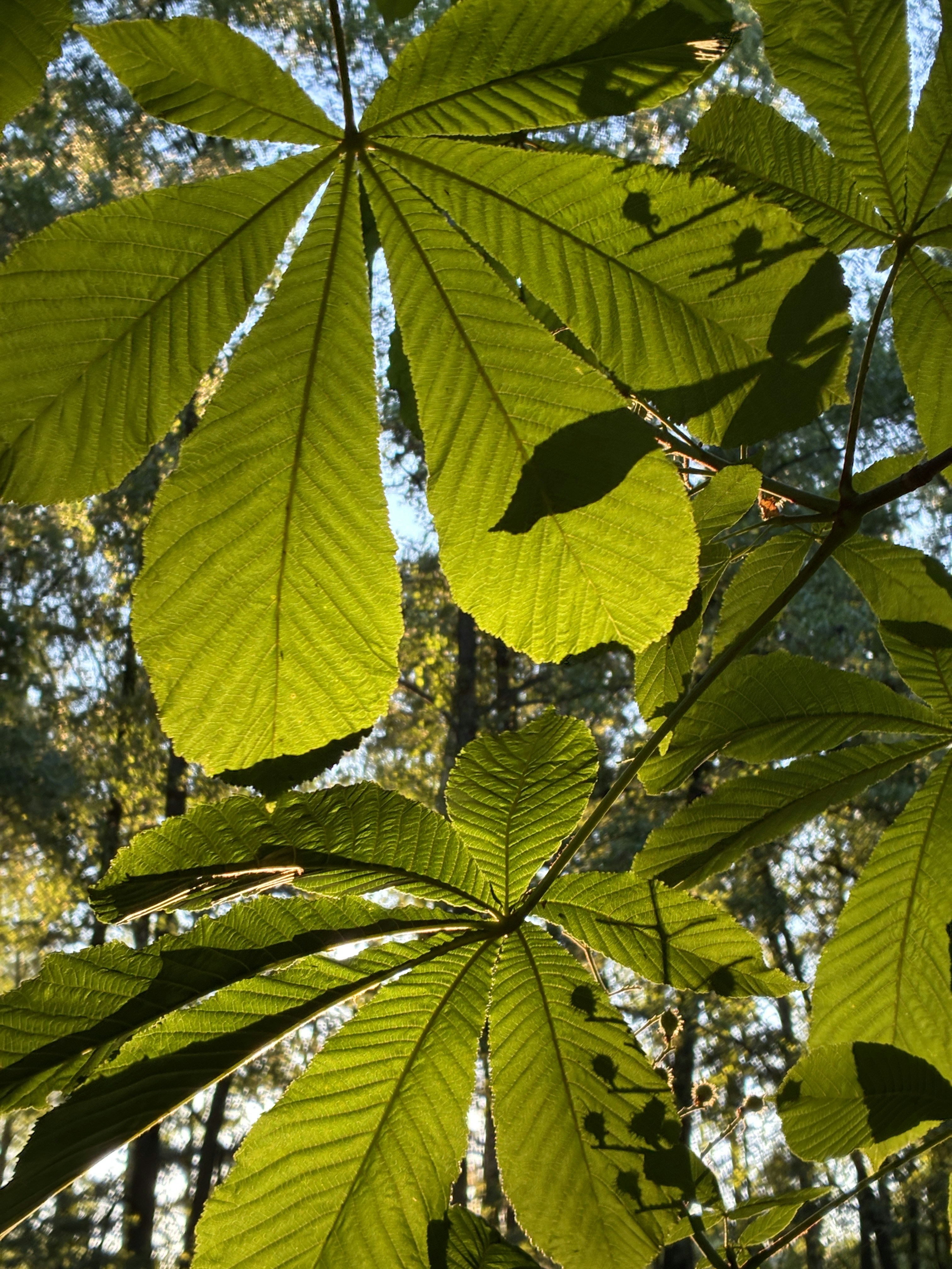 Large green leaves backlit by sunlight in a forest.