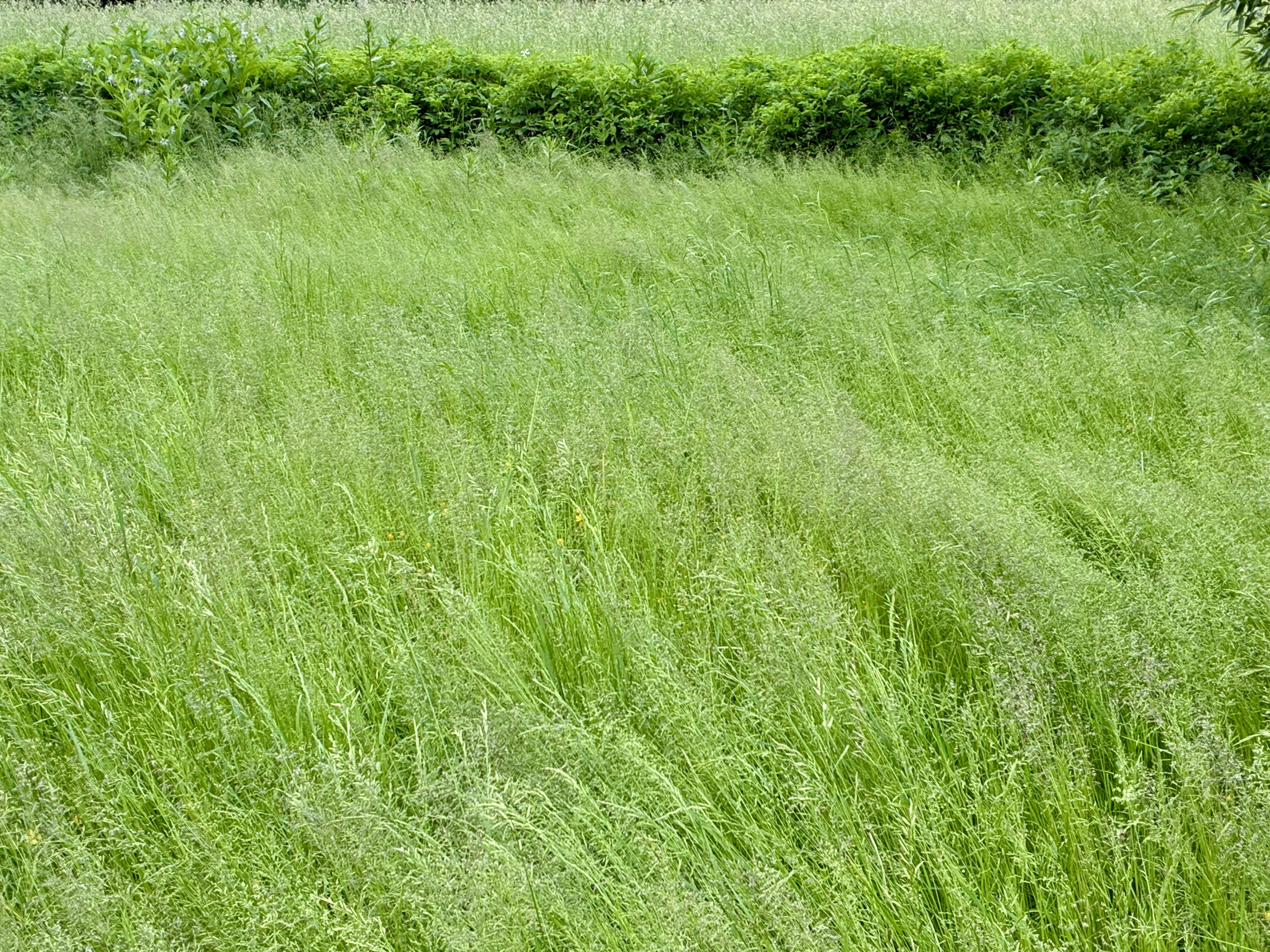 Grassland in Gentle Motion