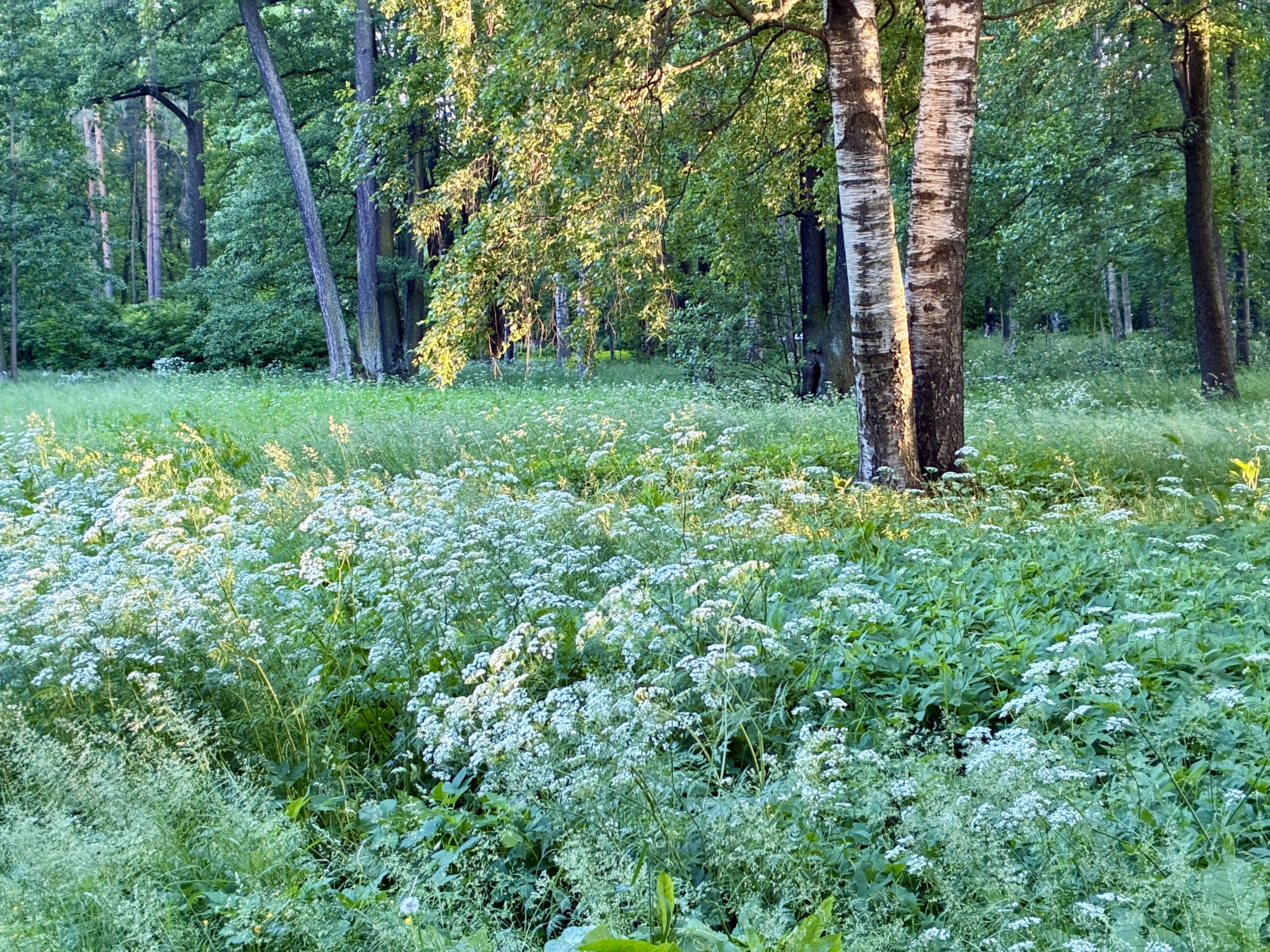 Sunlit Meadow Edge: White flowering under a grove of birch and oak