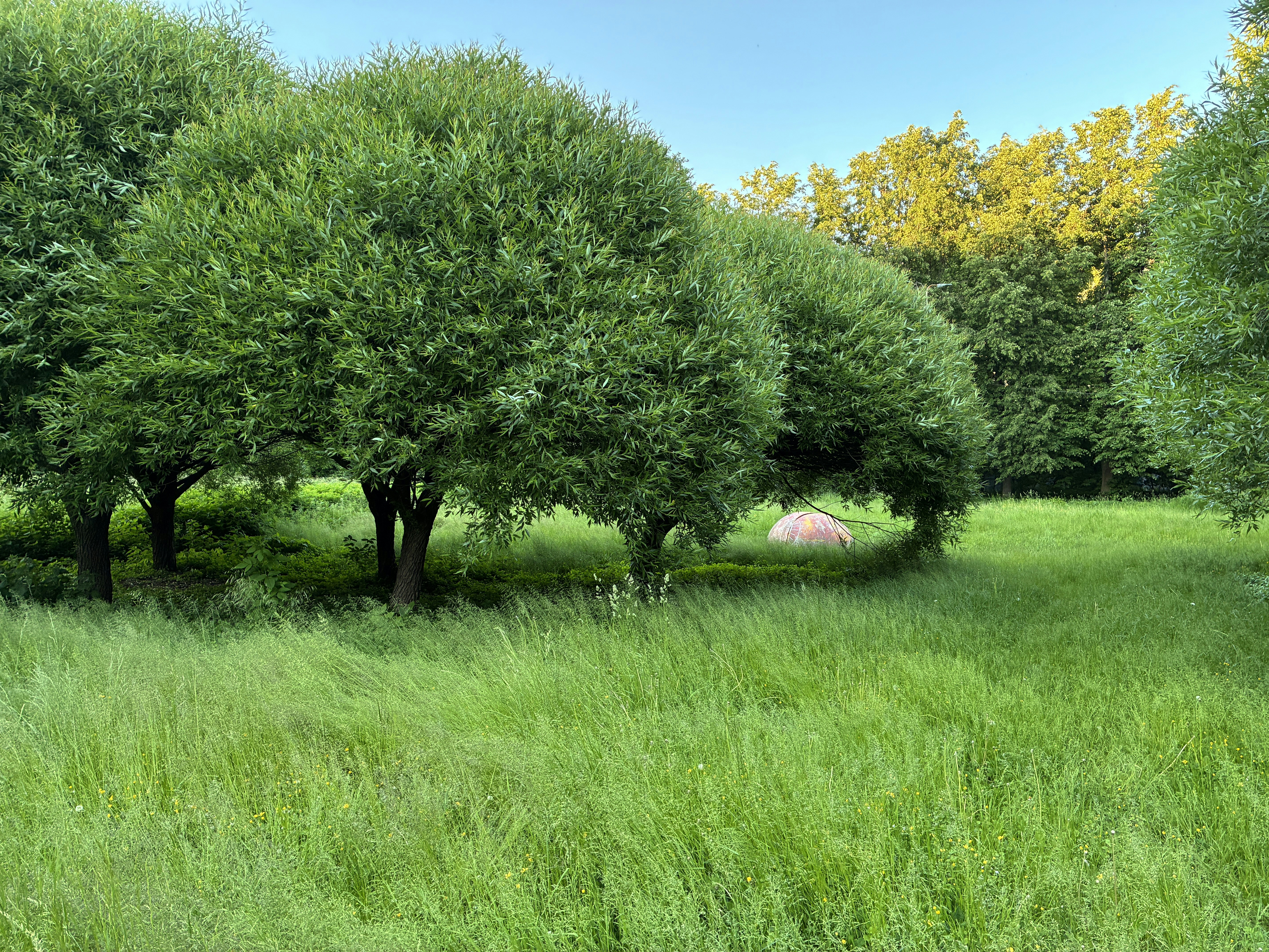 Sunlit Orchard Canopy: A Quiet Park in Summer