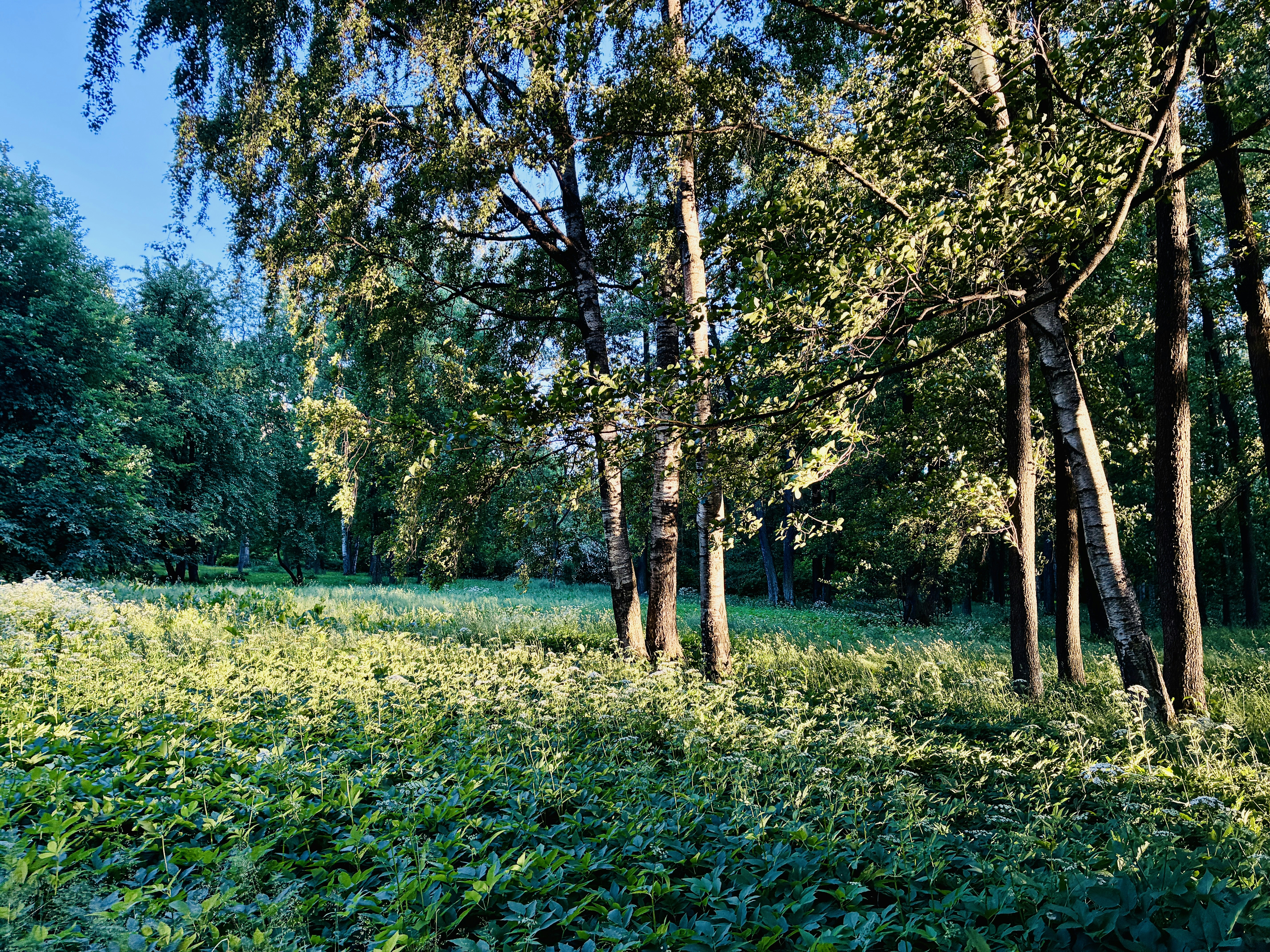 Sunlit Clearing Beneath a Canopy of Dappled Trees