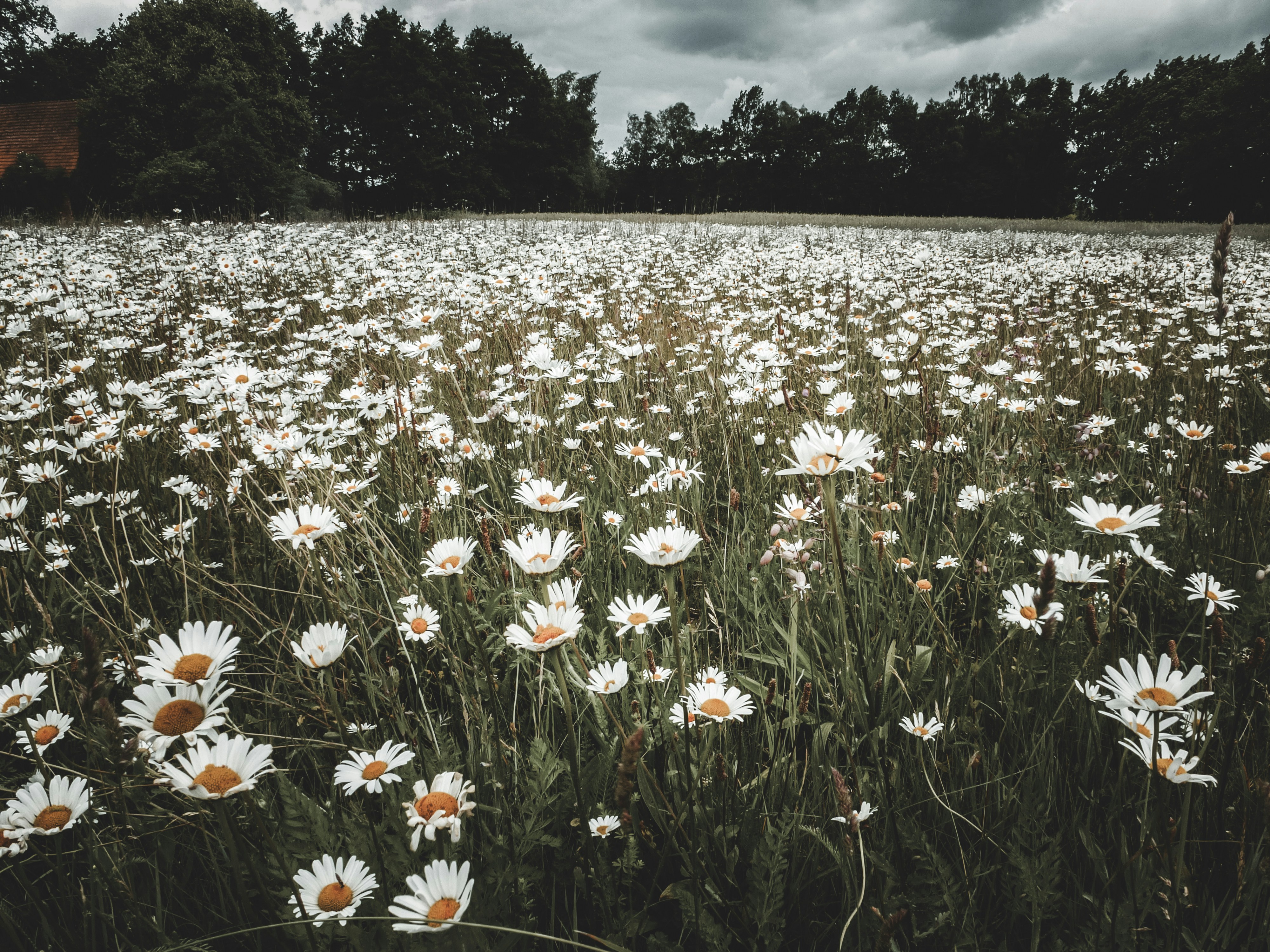 Field of White Sparks: Daisies in a Sunlit Prairie