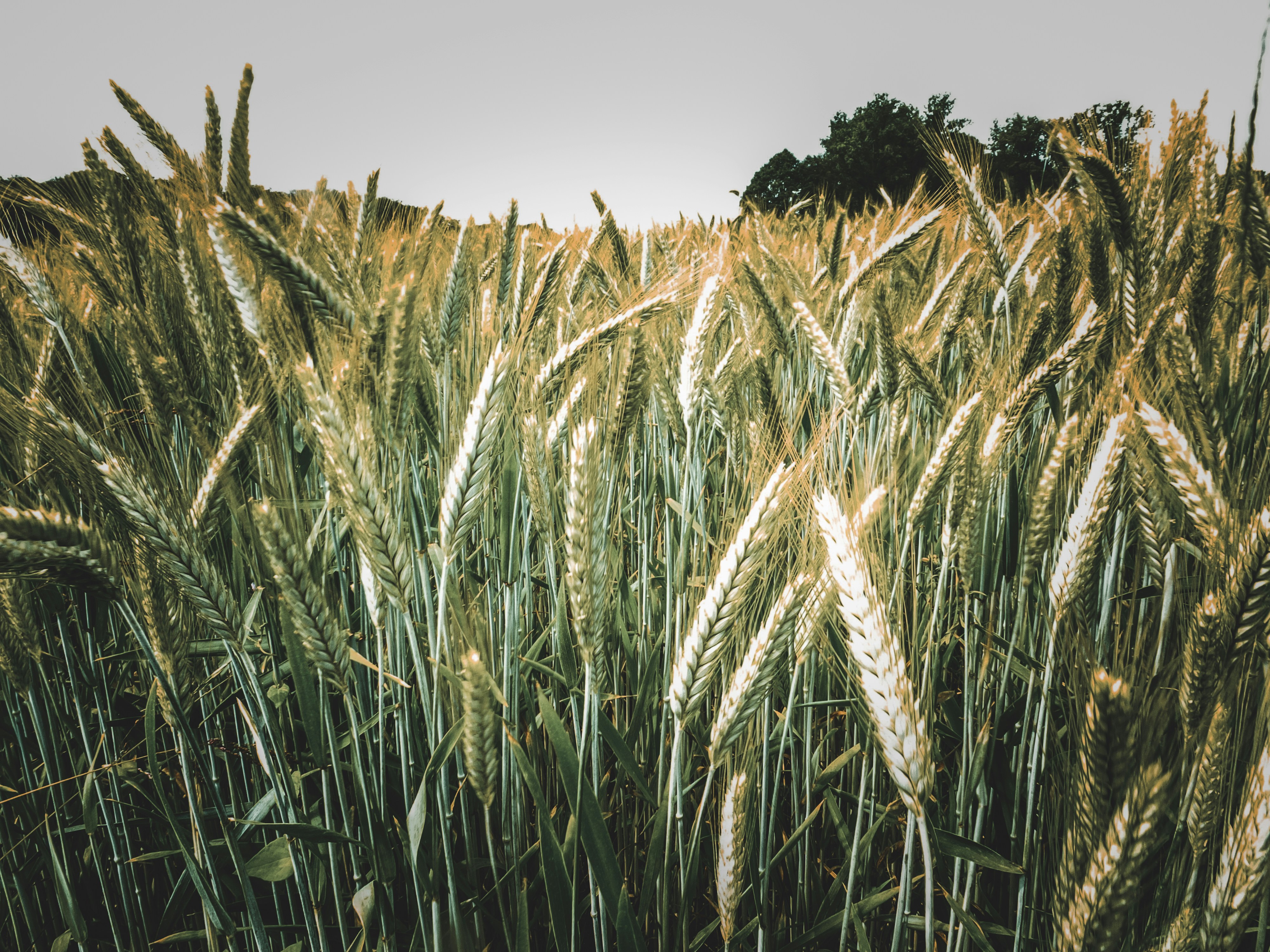 Golden Wheat Sweep at Dusk