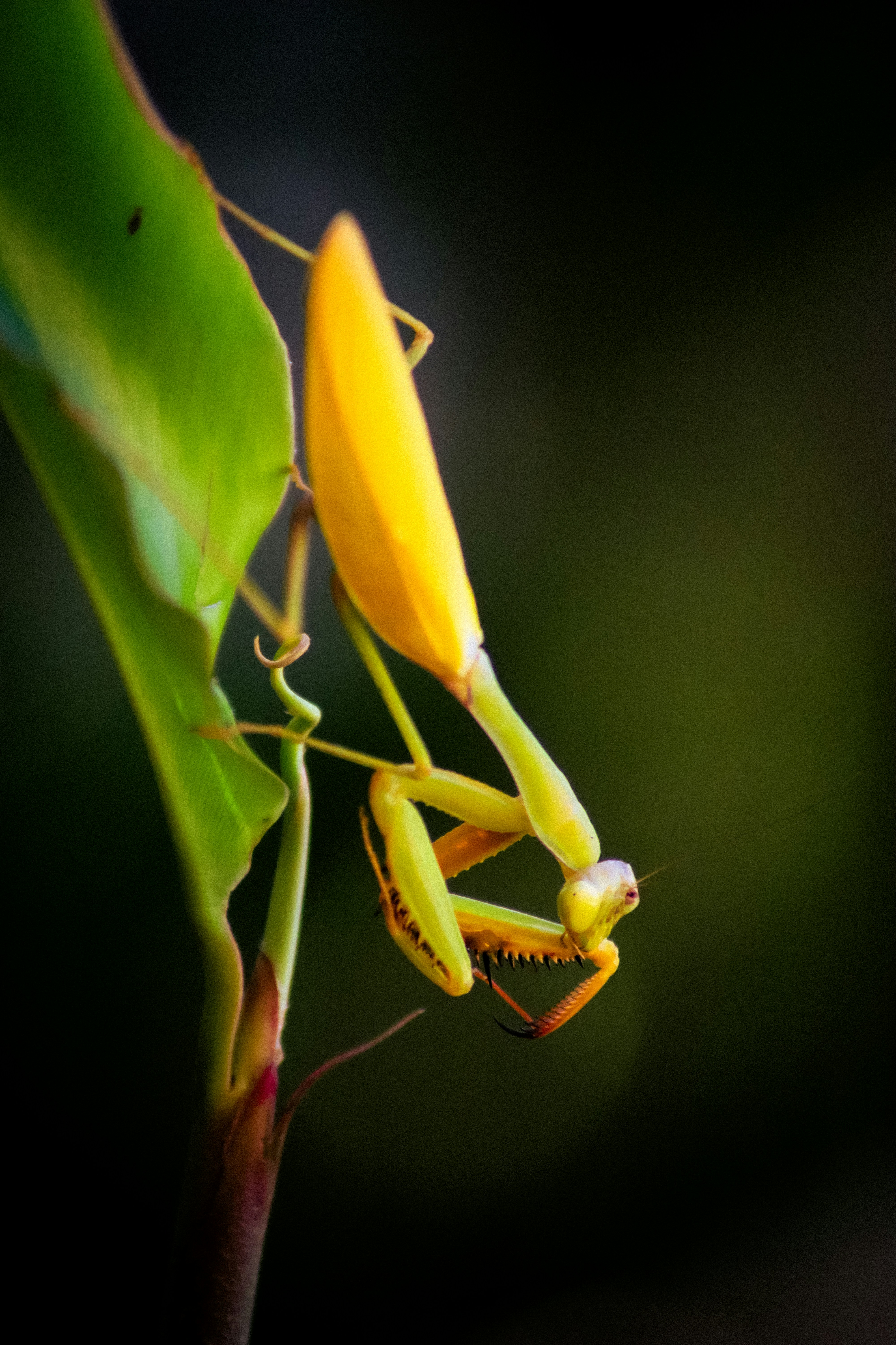 Golden Mantid: a Praying Mantis Perched on a Leaf