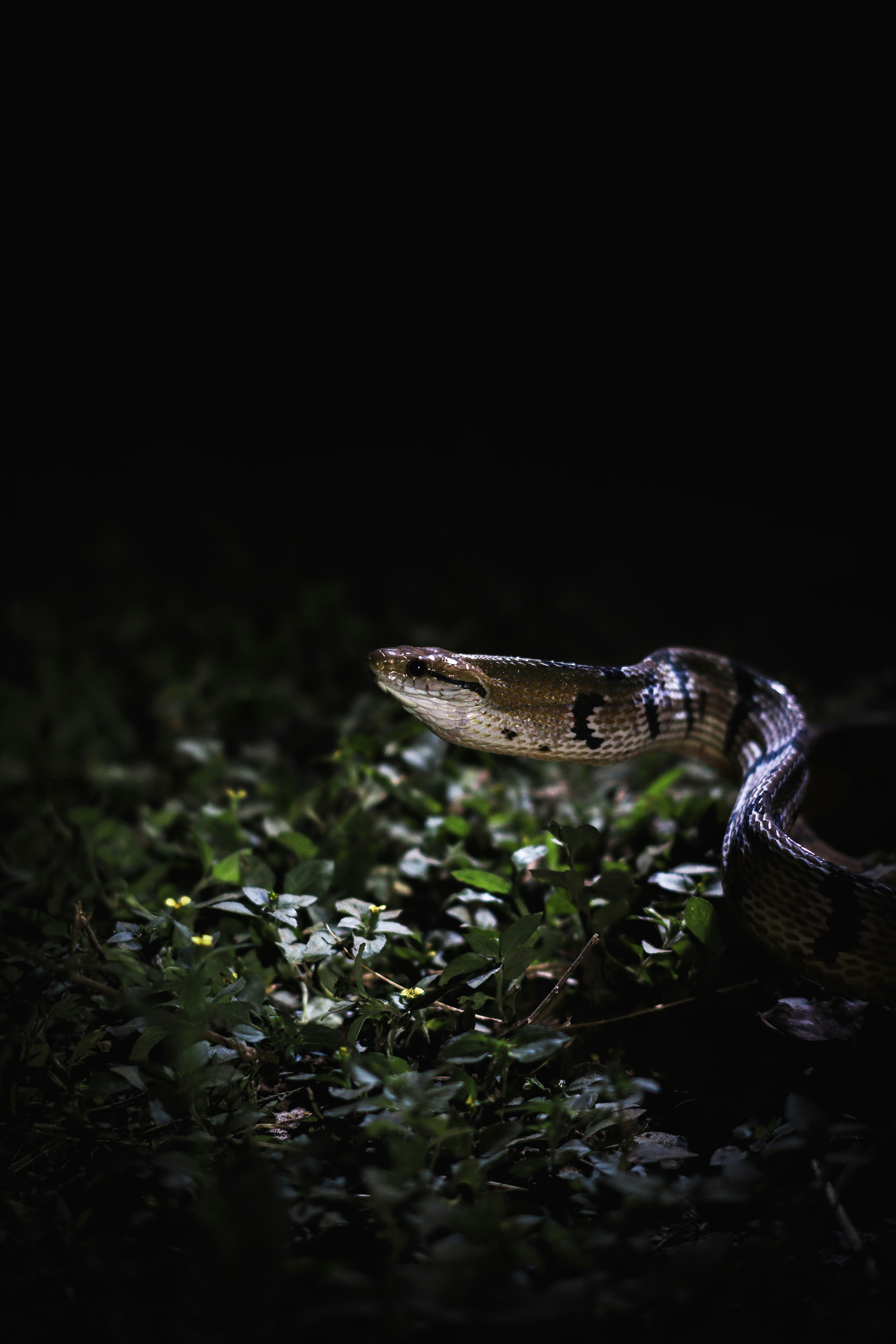 Nighttime Coil: A Cobra Glides Through Shadowed Groundcover