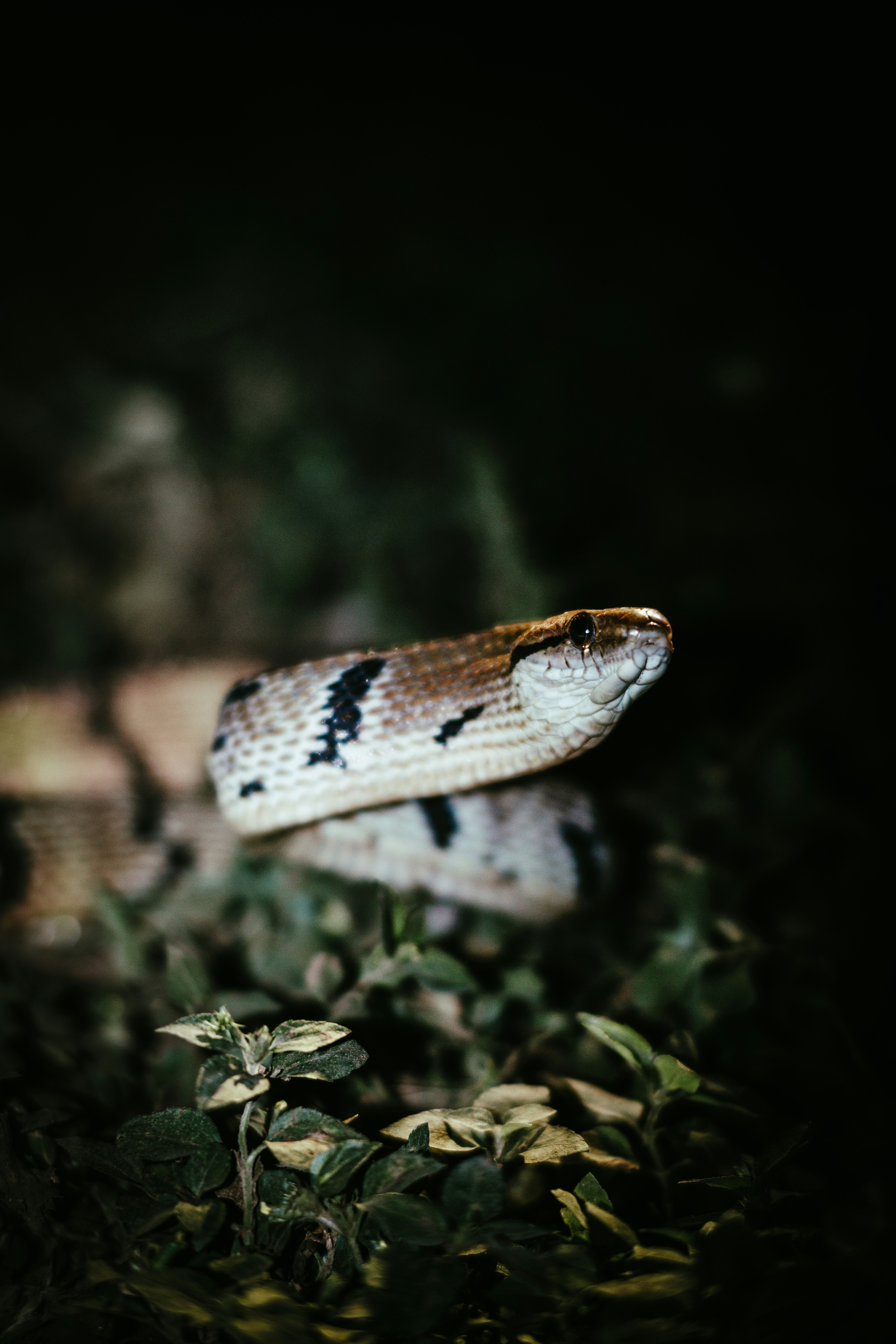 Coiled in Moonlit Underbrush: A Snake's Quiet Watch