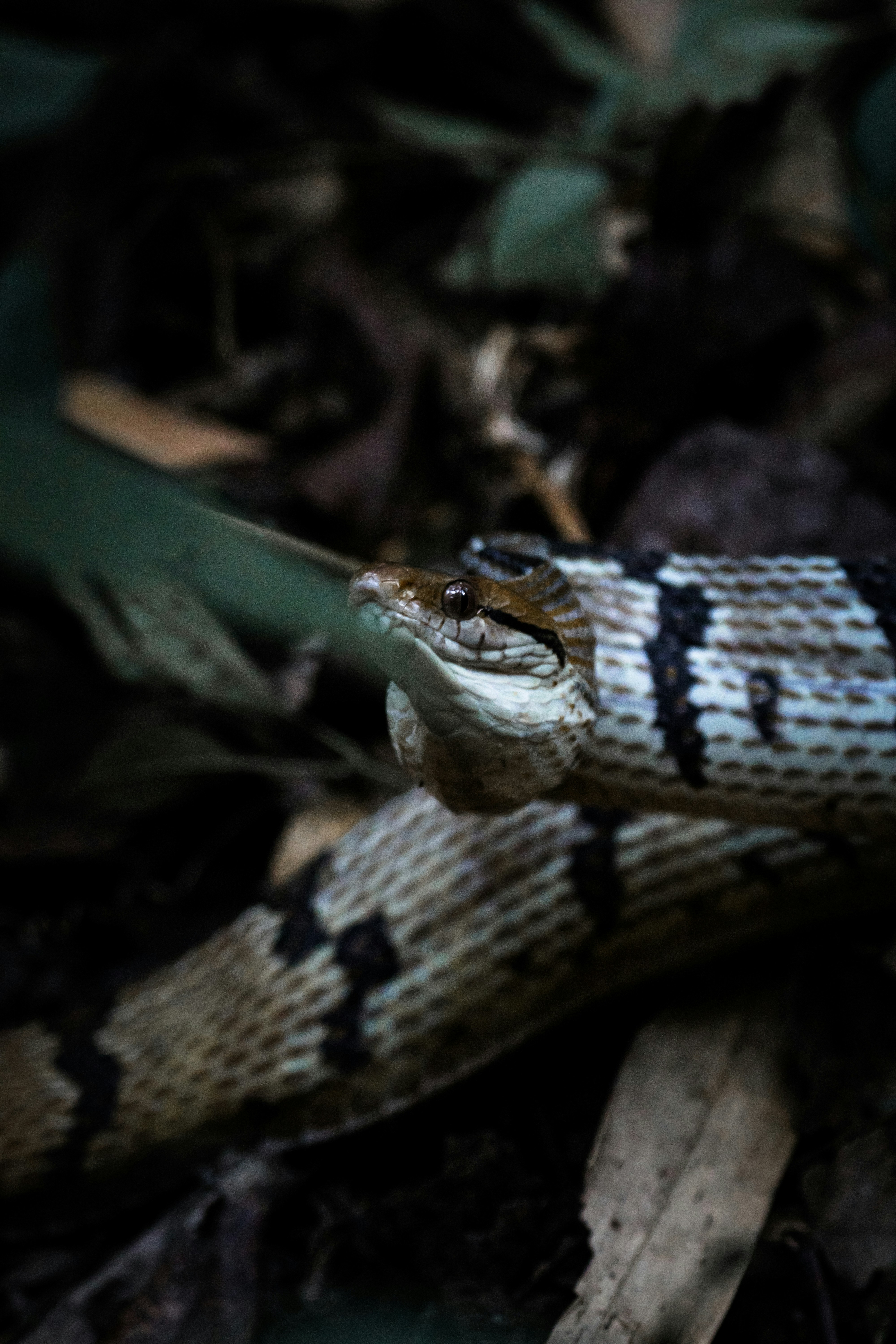 Coiled Sentinel: A Rattler Resting Amid Leaves