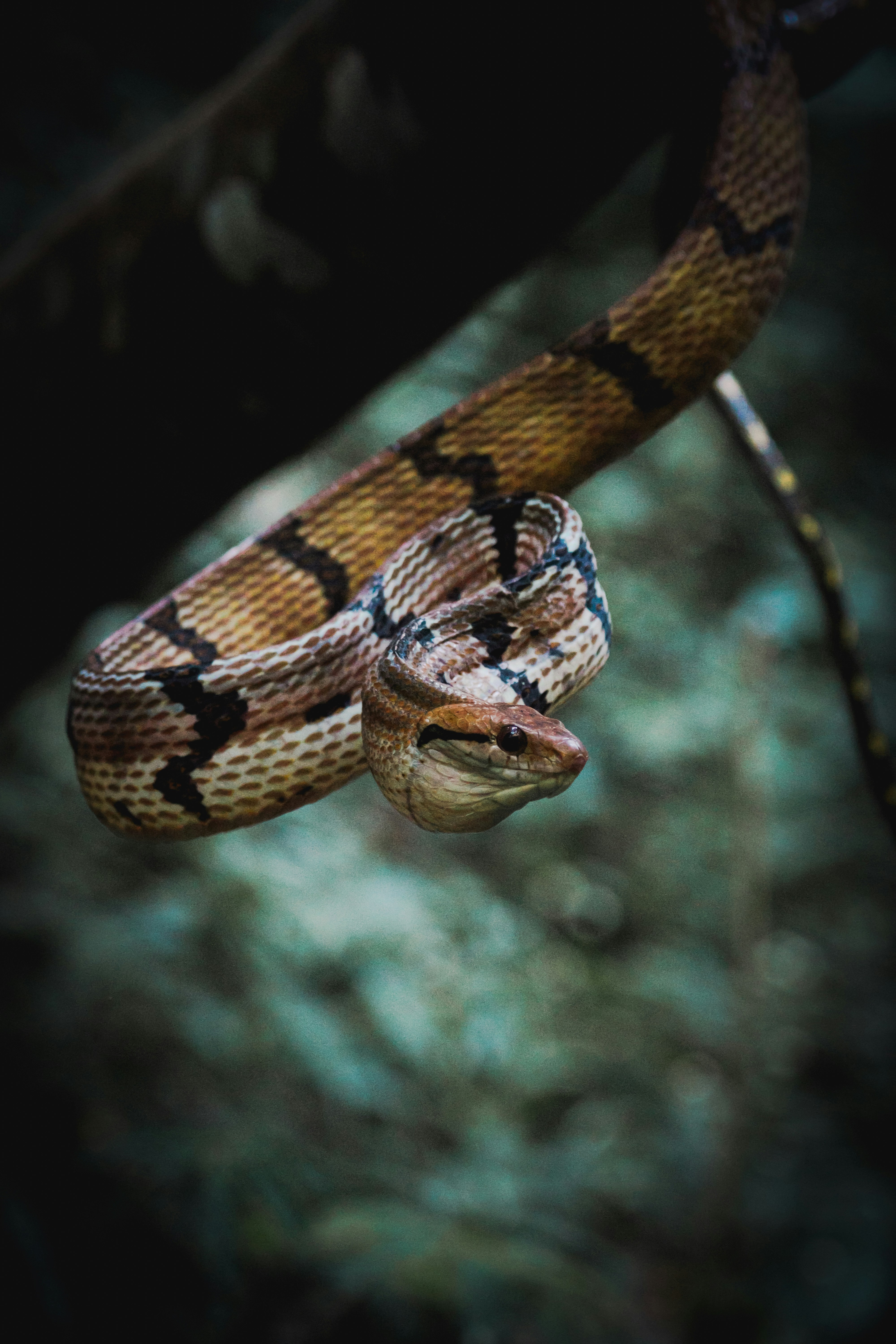 Coiled python in a dim environment, head poised with intricate scale patterns and sultry eyes; the image highlights the reptile's texture and natural camouflage.