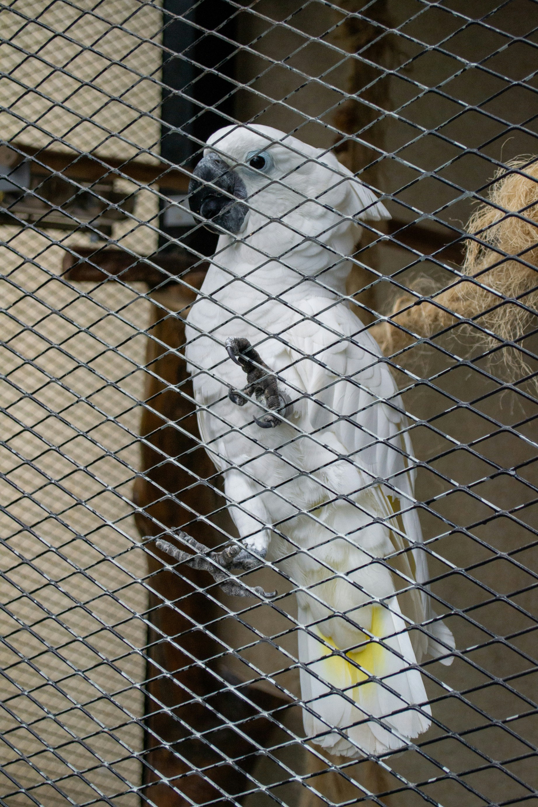 White Cockatoo Peering Through Mesh in a Cage
