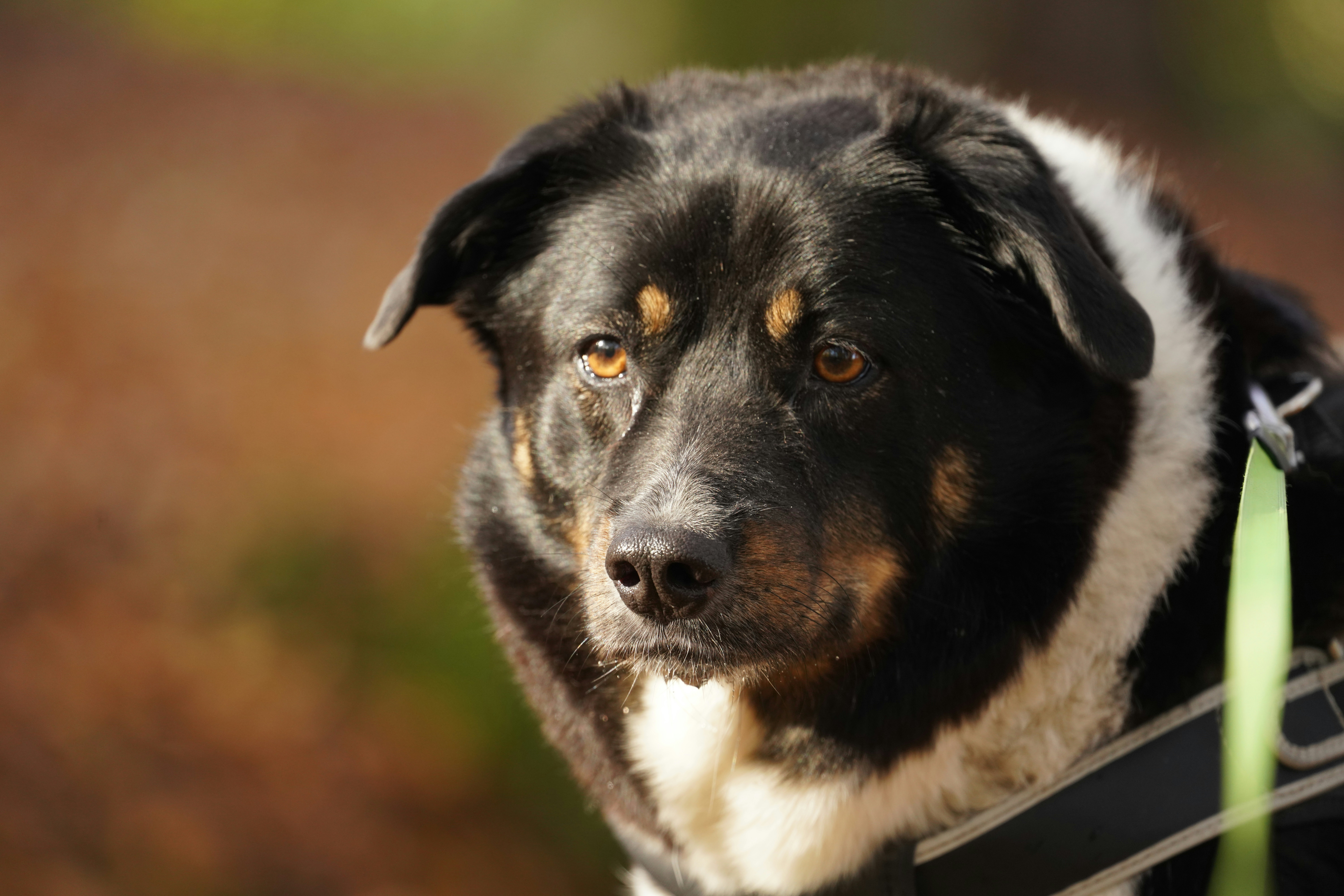 Close-Up of a Attentive Black-and-Tan Dog in Soft Autumn Light