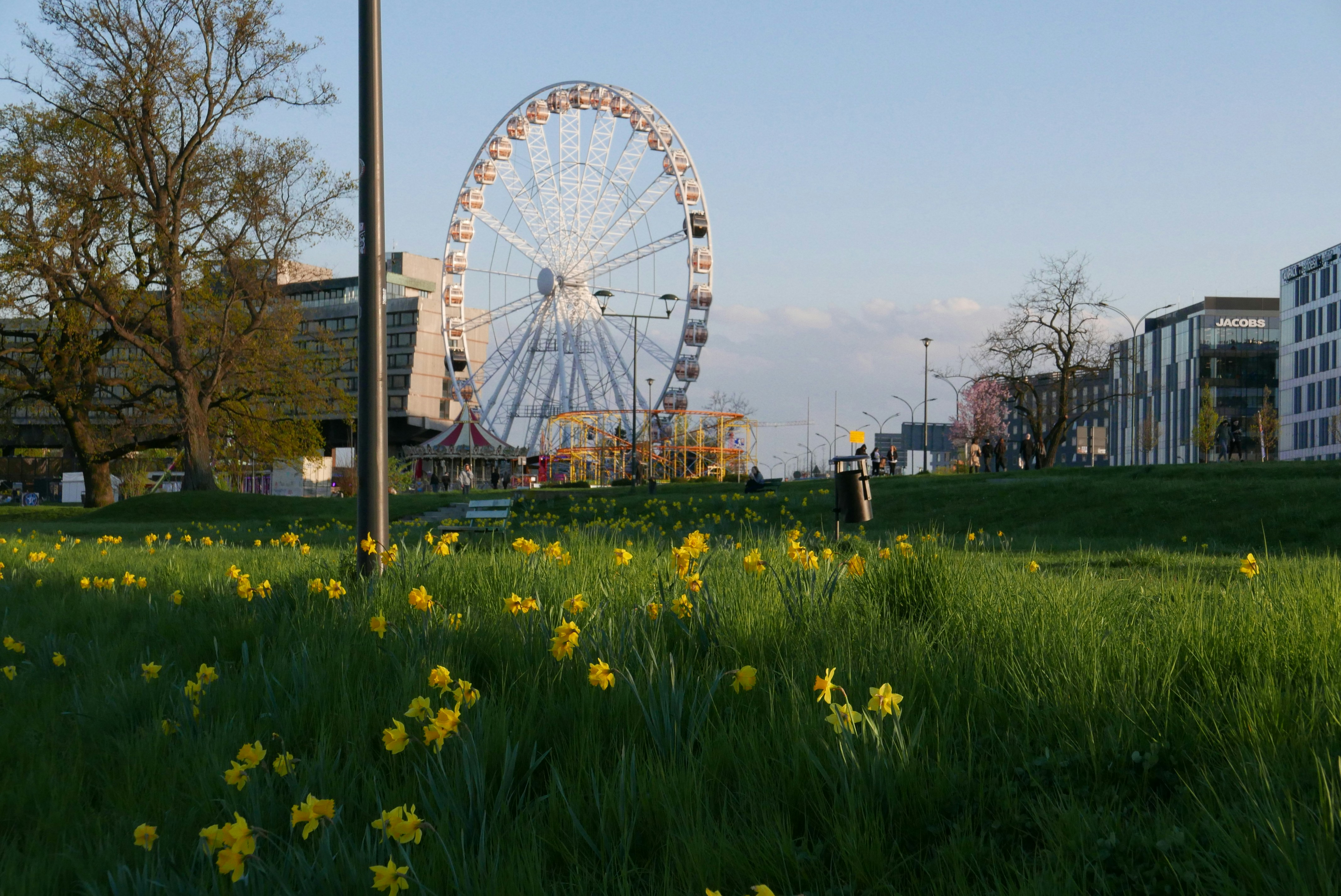 Springtime Wheel: Ferris Wheel Rising Over Canary Wharf Park