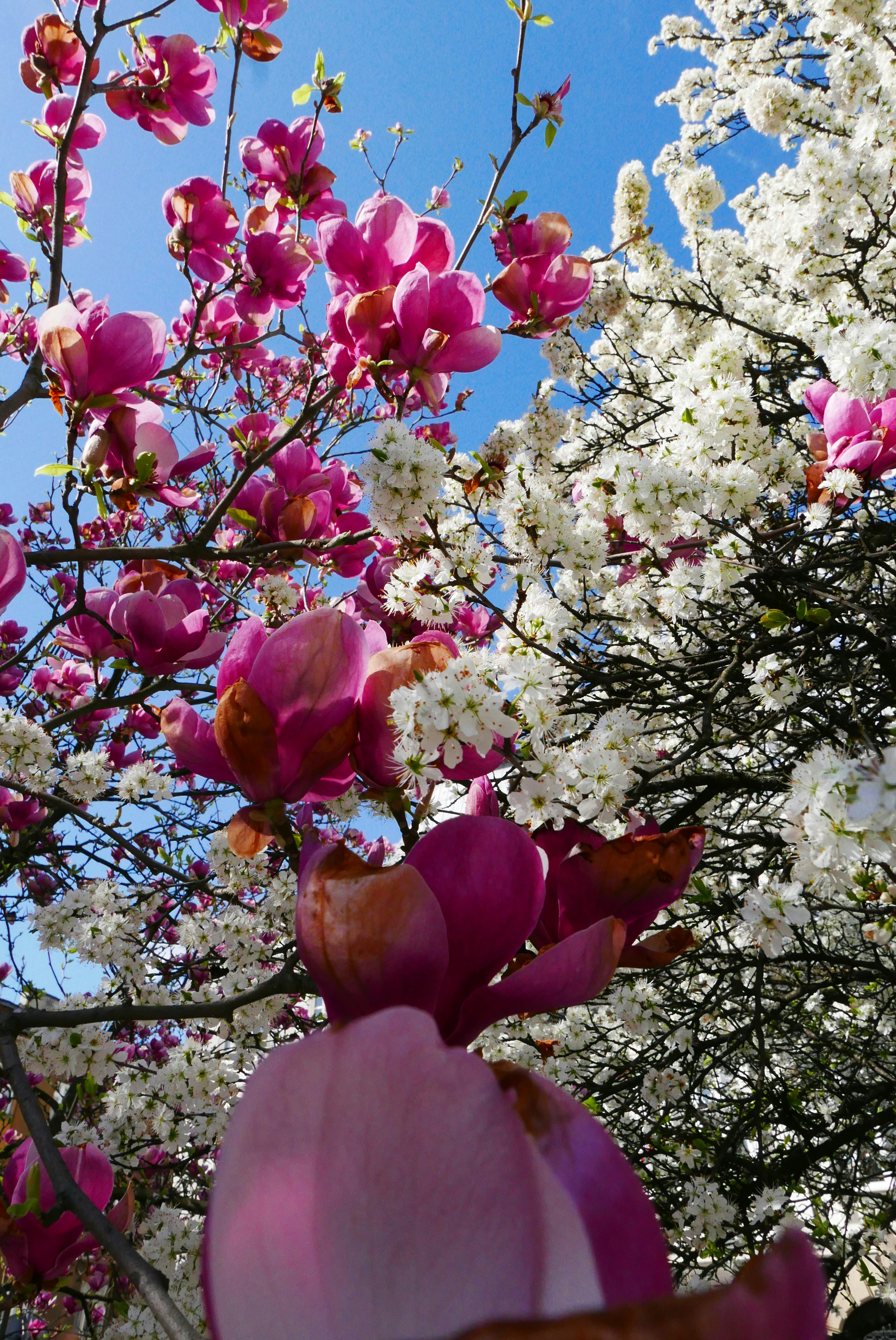 Blossoms in a Sky-Open Moment