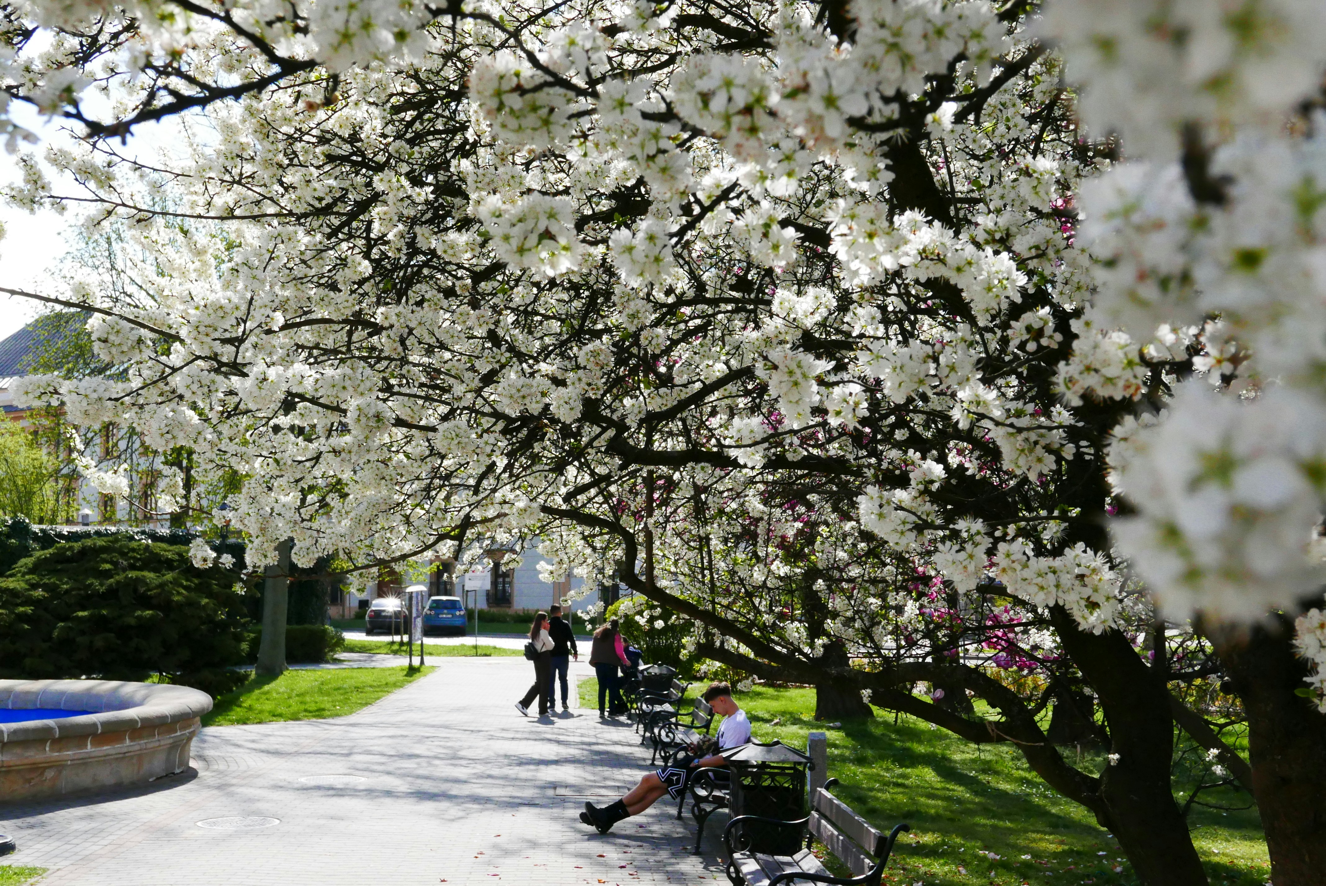 People enjoy a sunny spring day under blooming white trees.