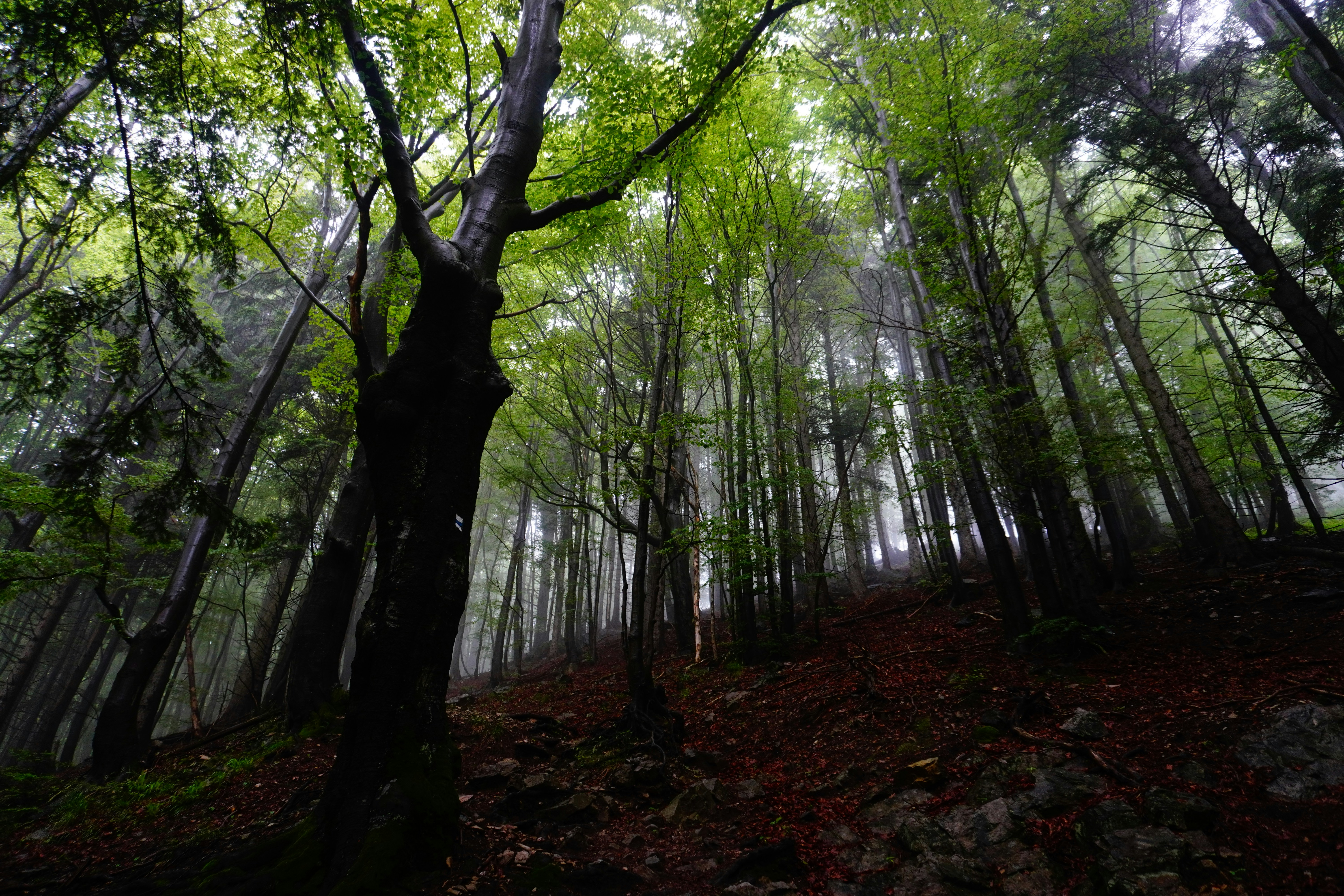 Mist Among Tall Pines: A Quiet Descent Into the Green