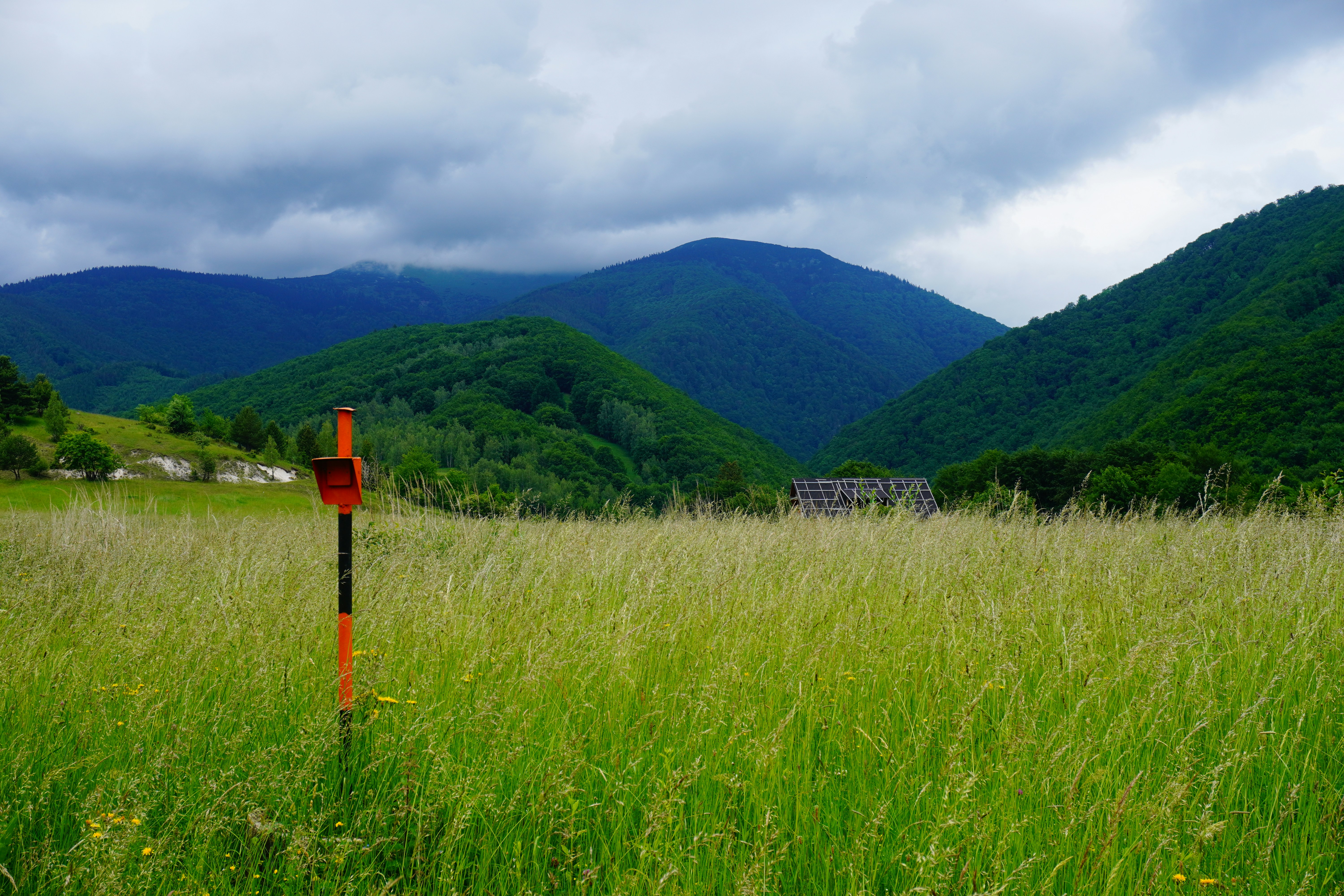 Pasture Sentinel beneath a Layered Mountain Sky