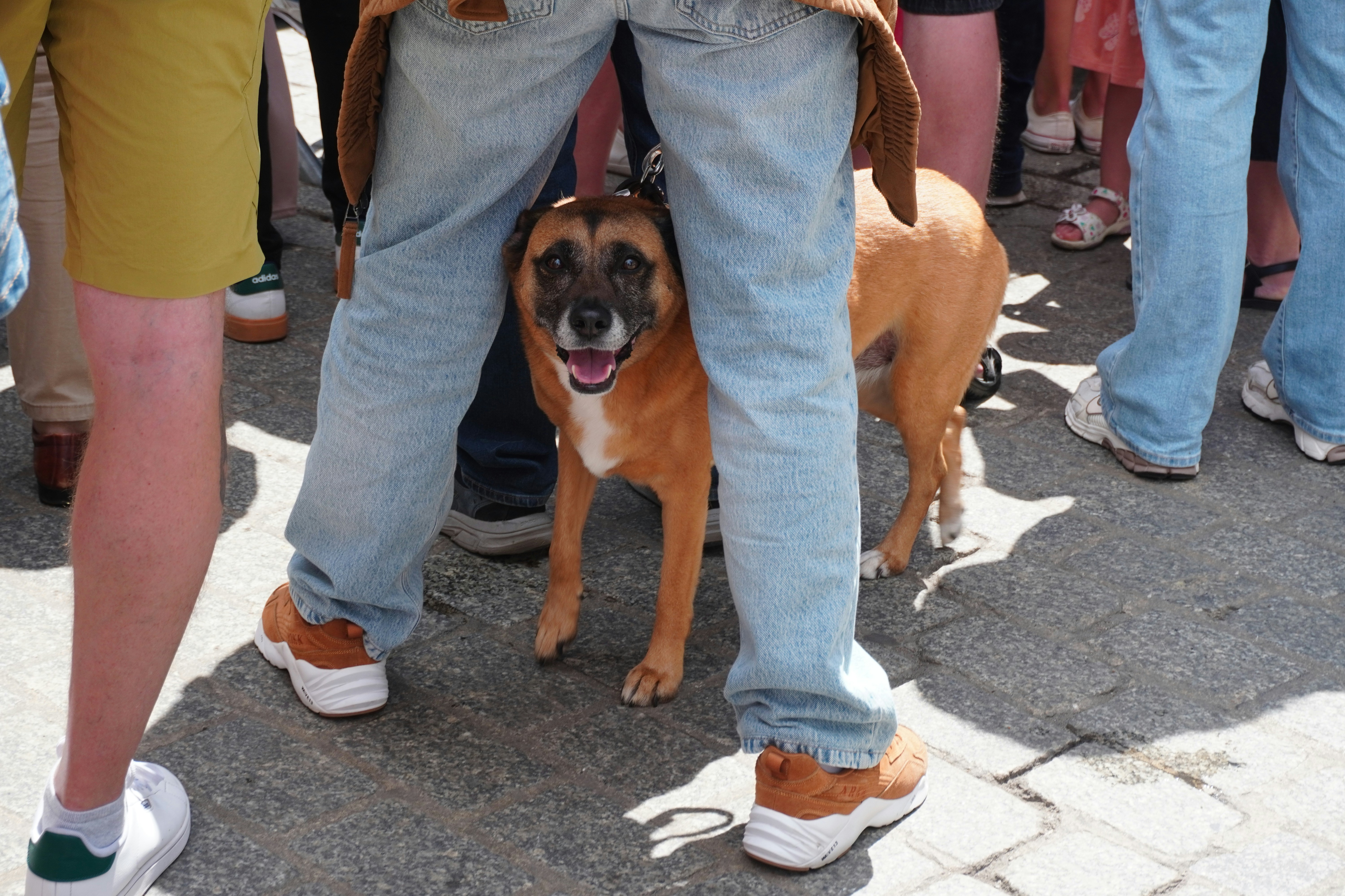Dog Basking Between Legs: A Crowd Snapshot at Ground Level
