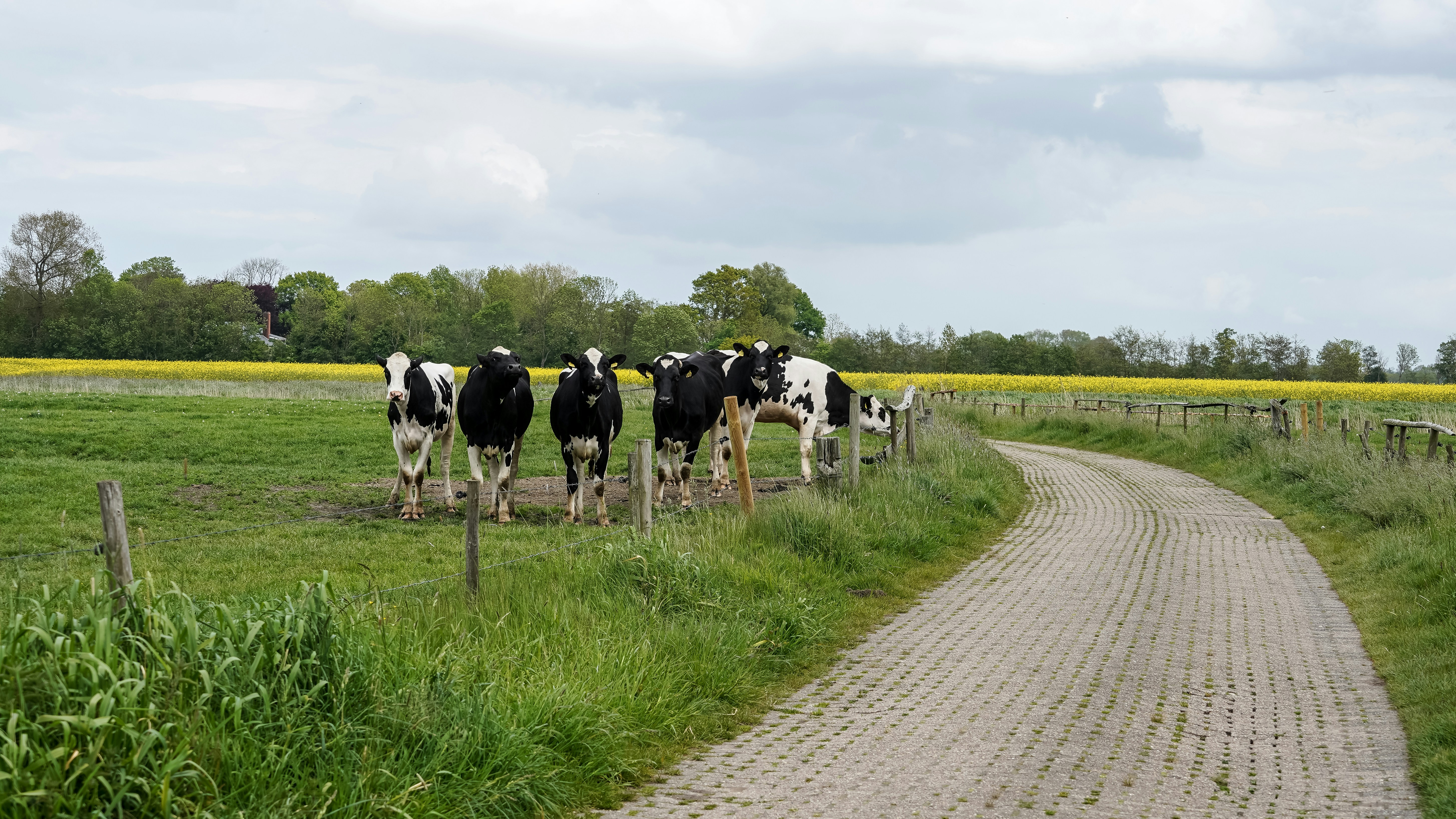 Cattle on a Curving Brick Road in a Meadow