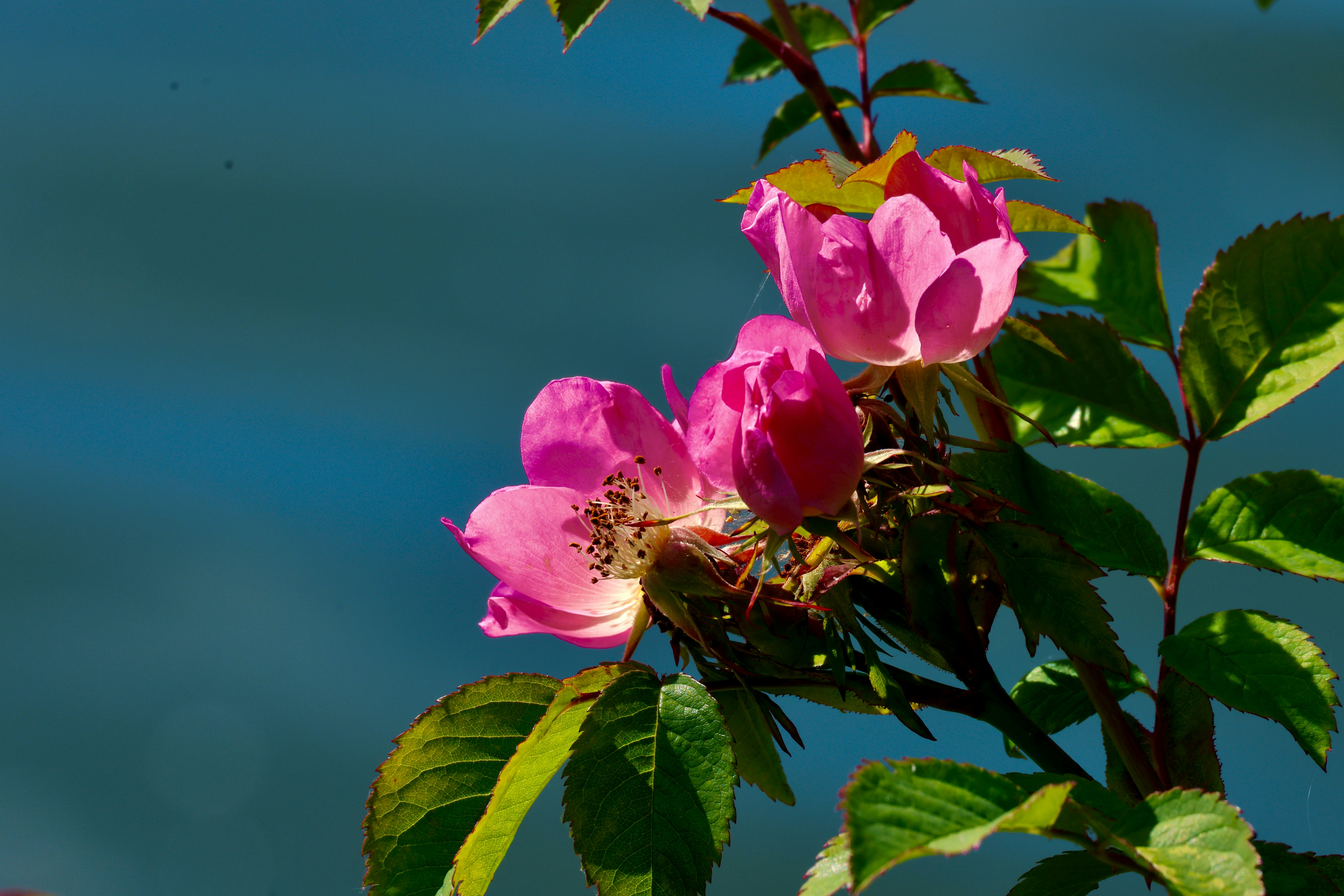 Vibrant pink wild roses blooming against a serene blue background.