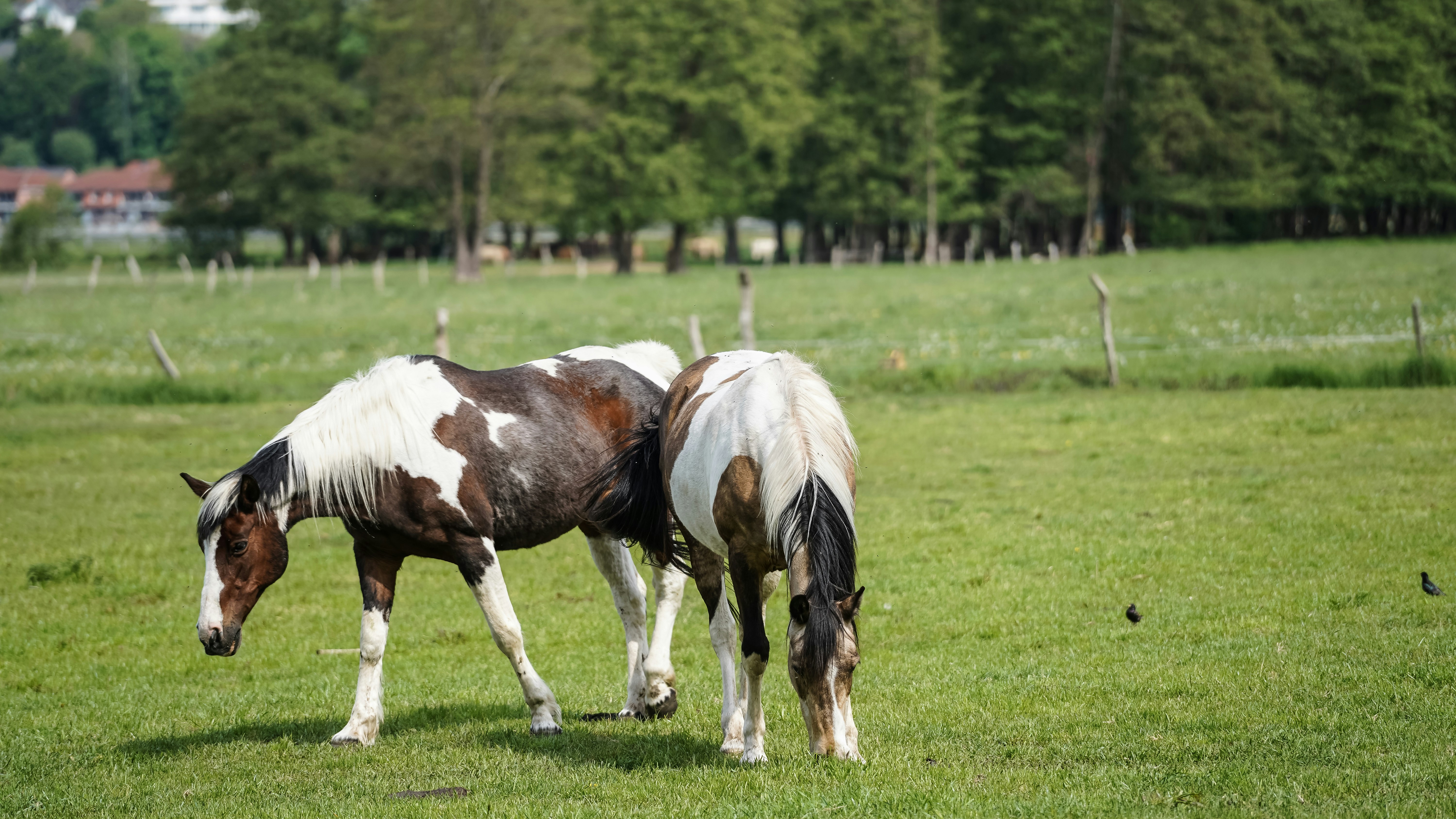 Pasture Pair: Tails, Heads, and Gentle Grazing