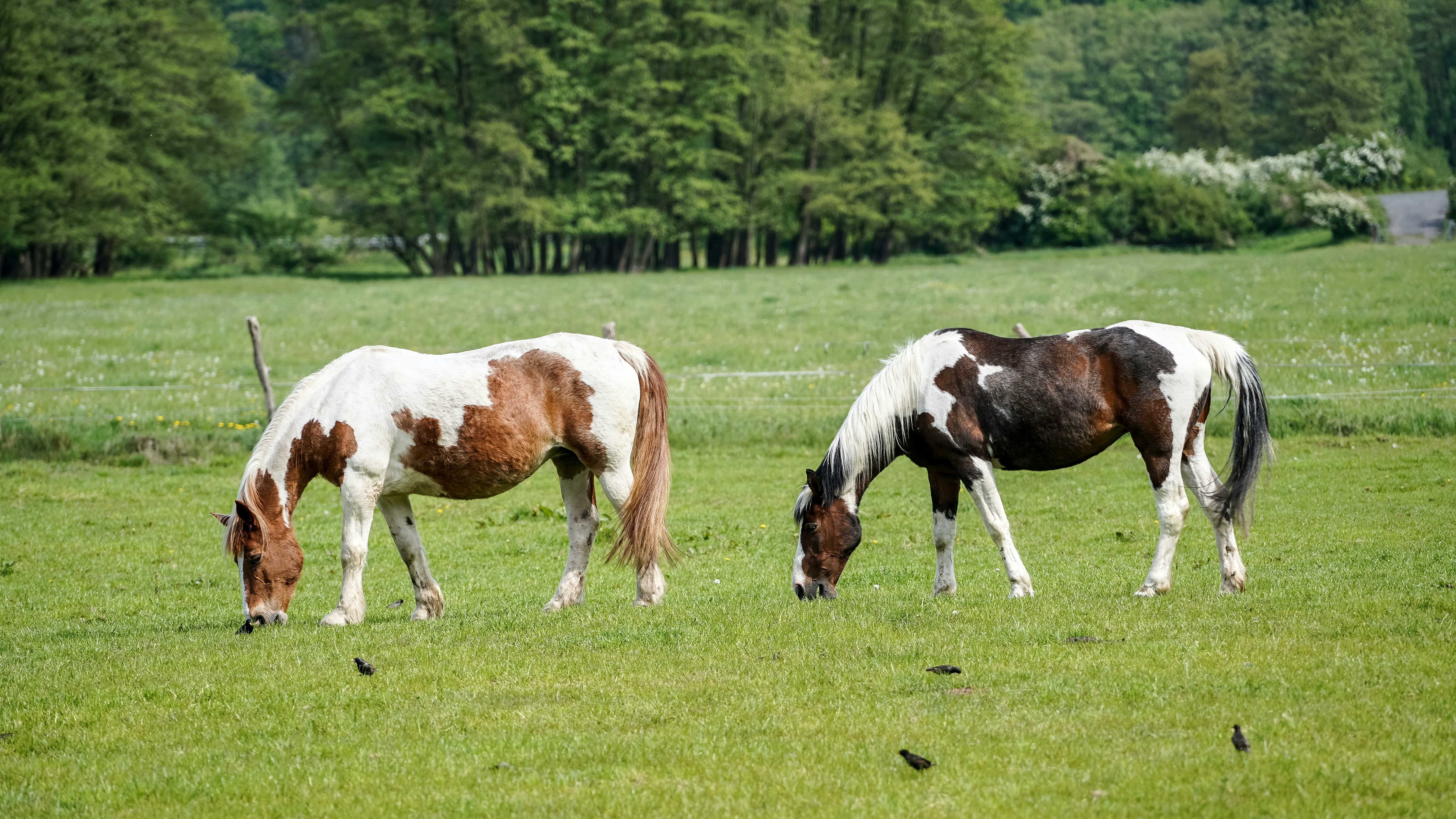 Twin Grazers in a Sunlit Meadow