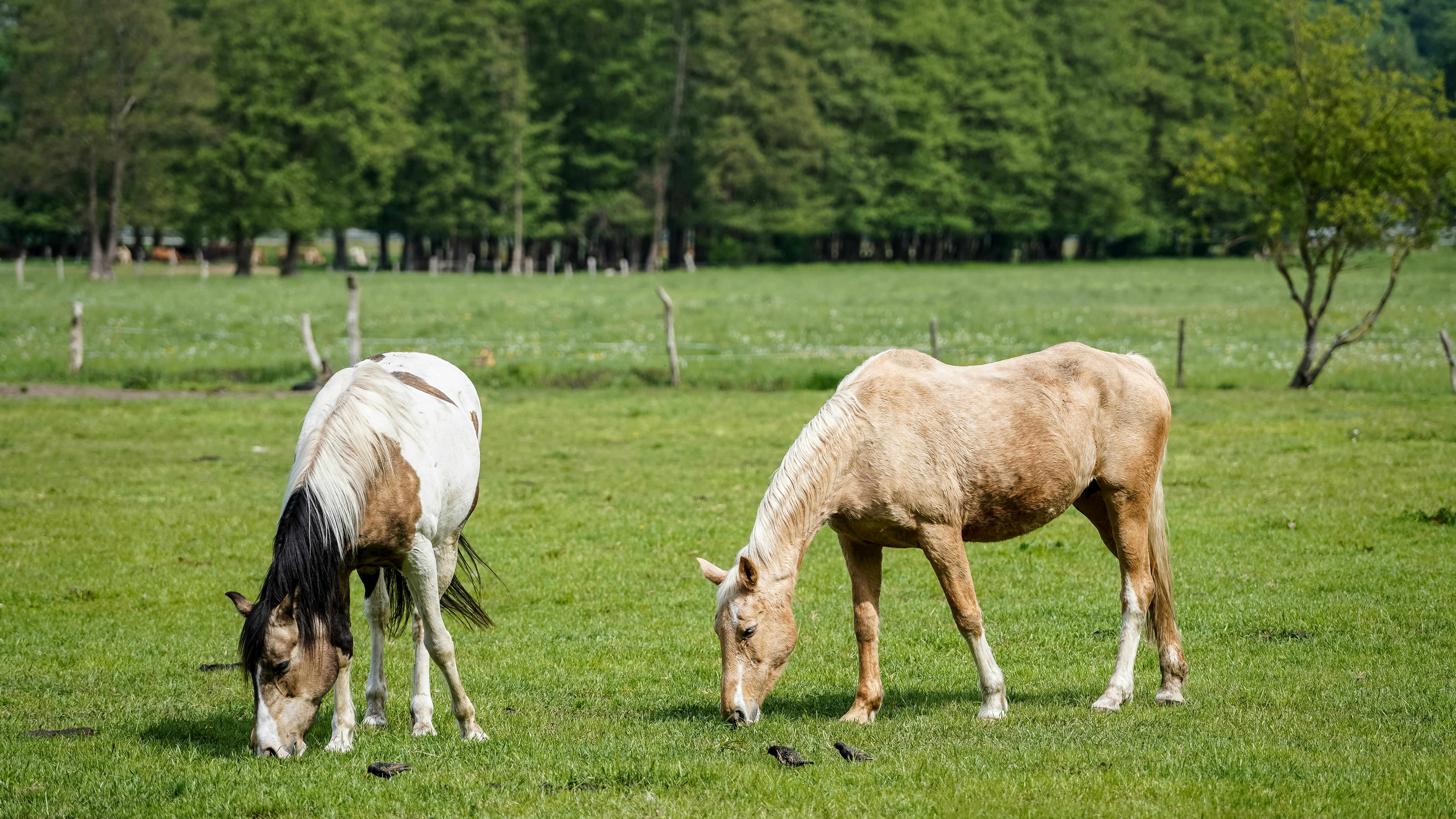 Pasture Pair: Grazing Horses Under an Open Sky