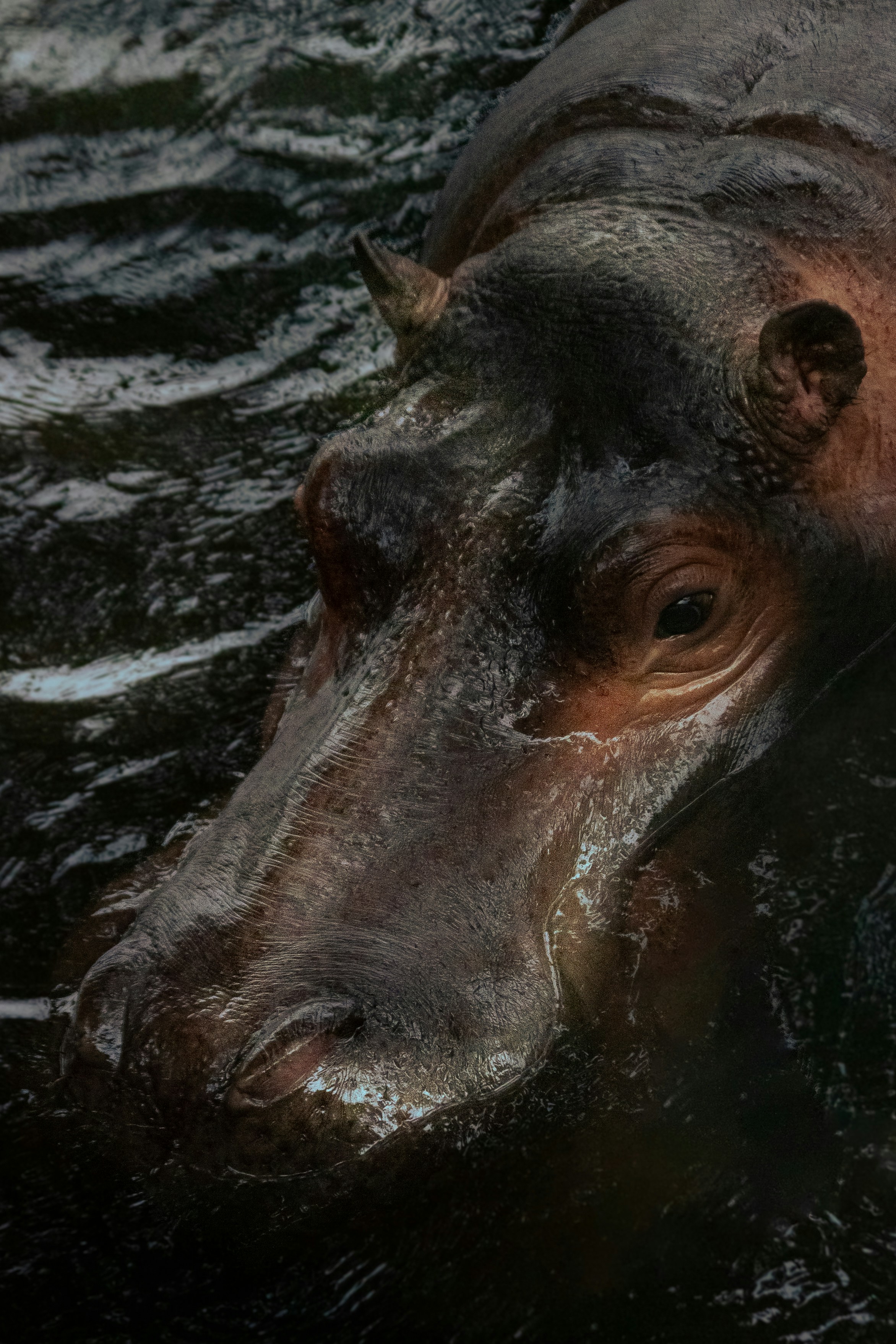 Close-up of a Hippo’s Calm Gaze Underwater Light