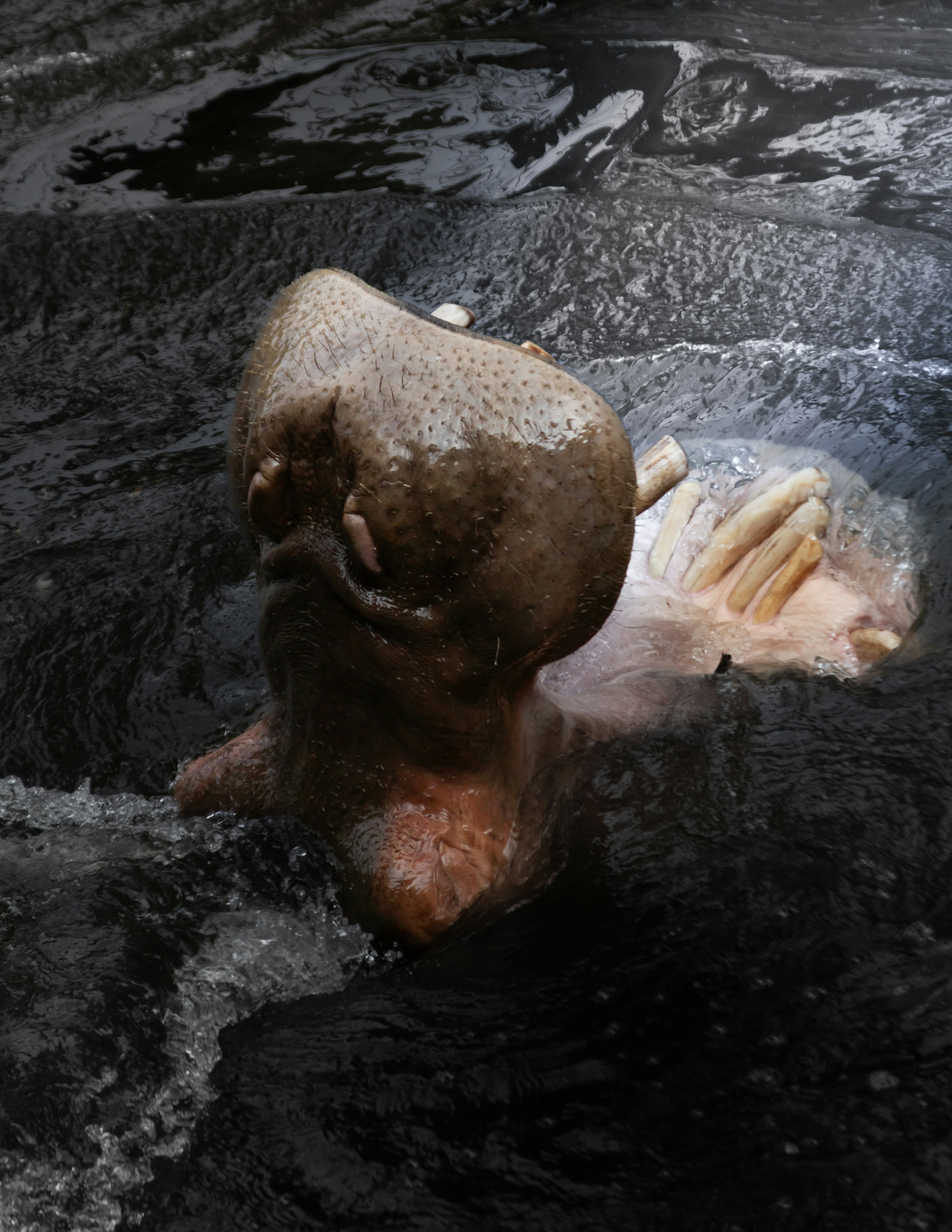 Rising Giant of the Abyss: A Hippopotamus Emerges from Dark Currents