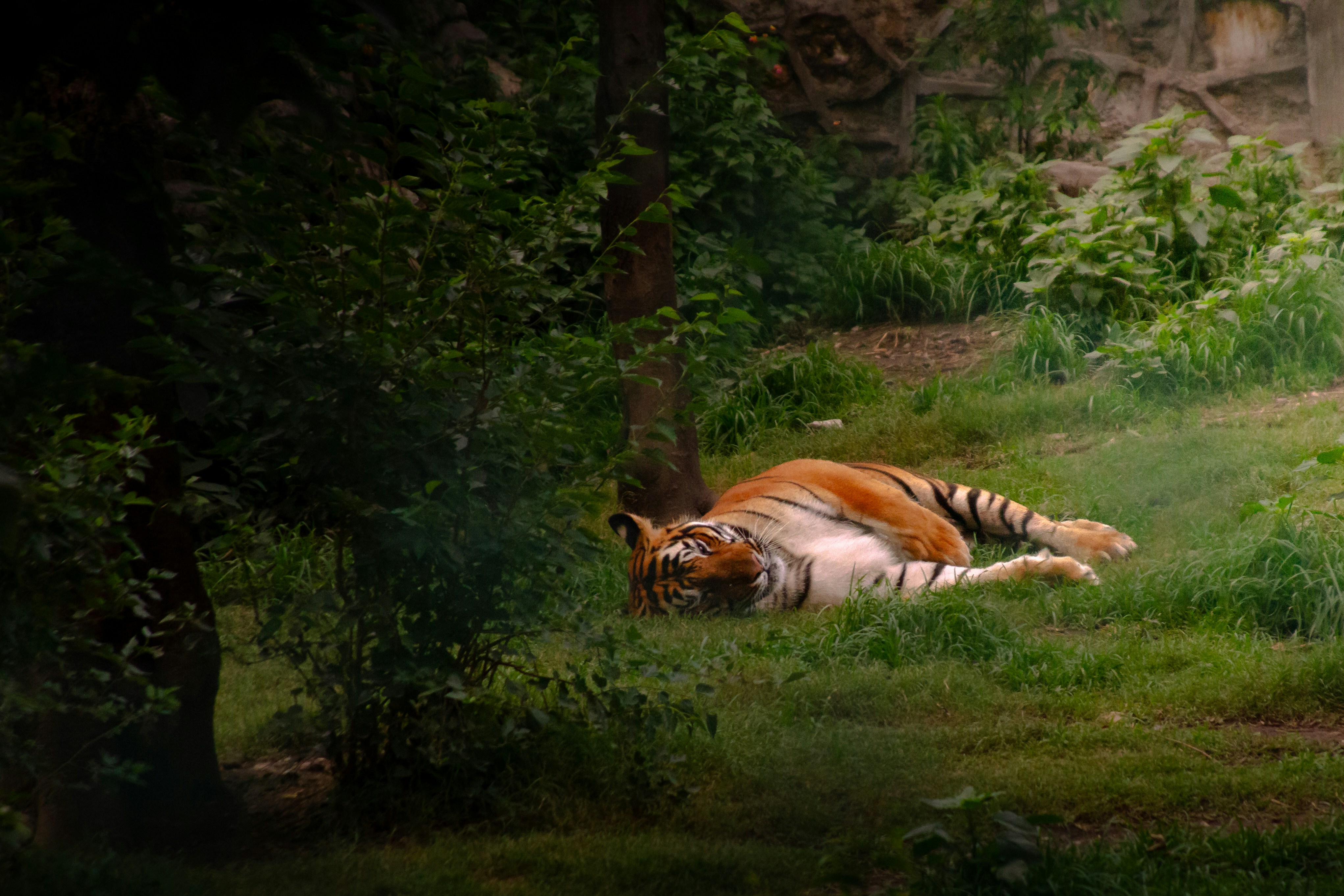 Tiger at rest in dappled forest shade