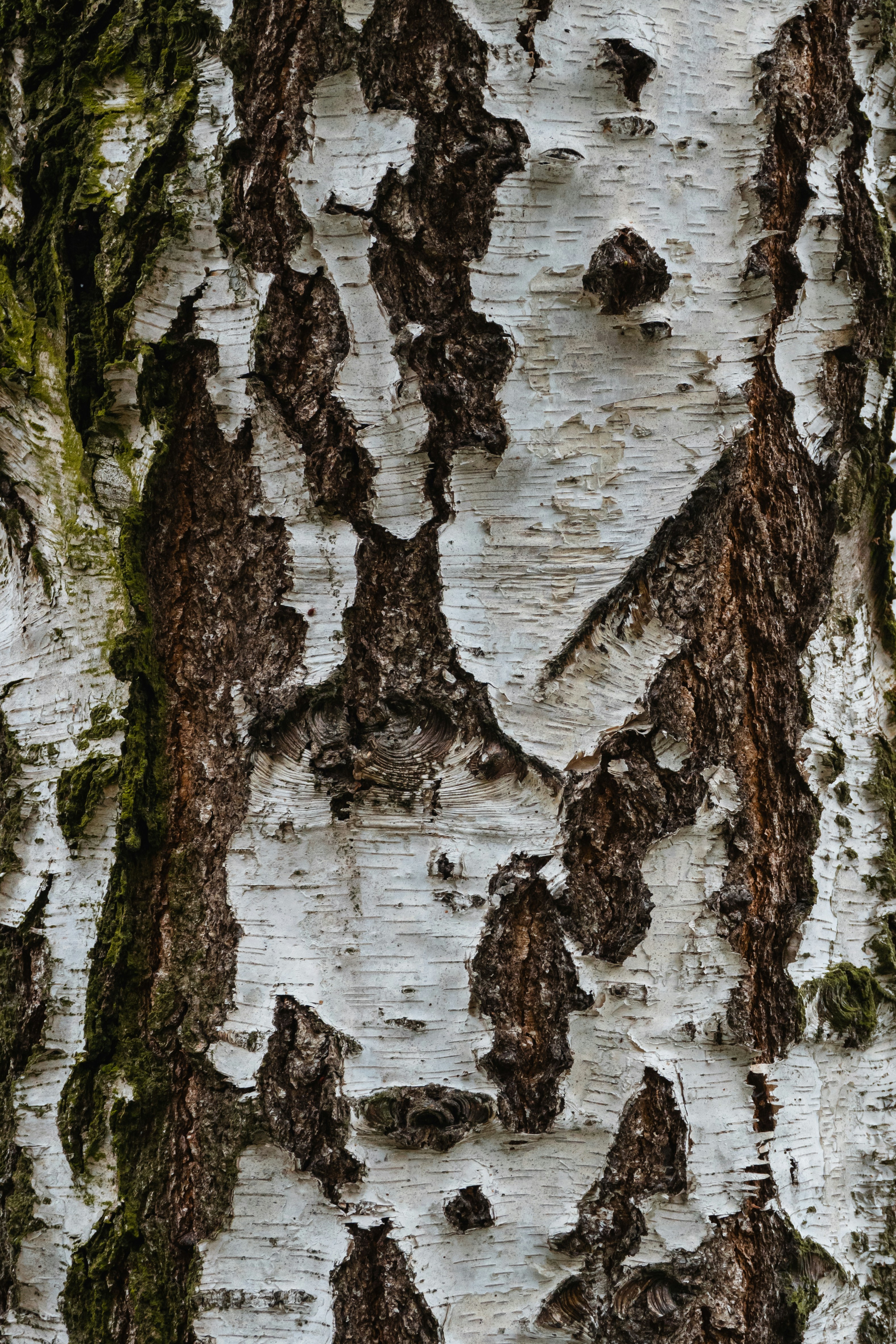 Bark Mosaic: White Birch with Dark Paisley of Slender Ridges