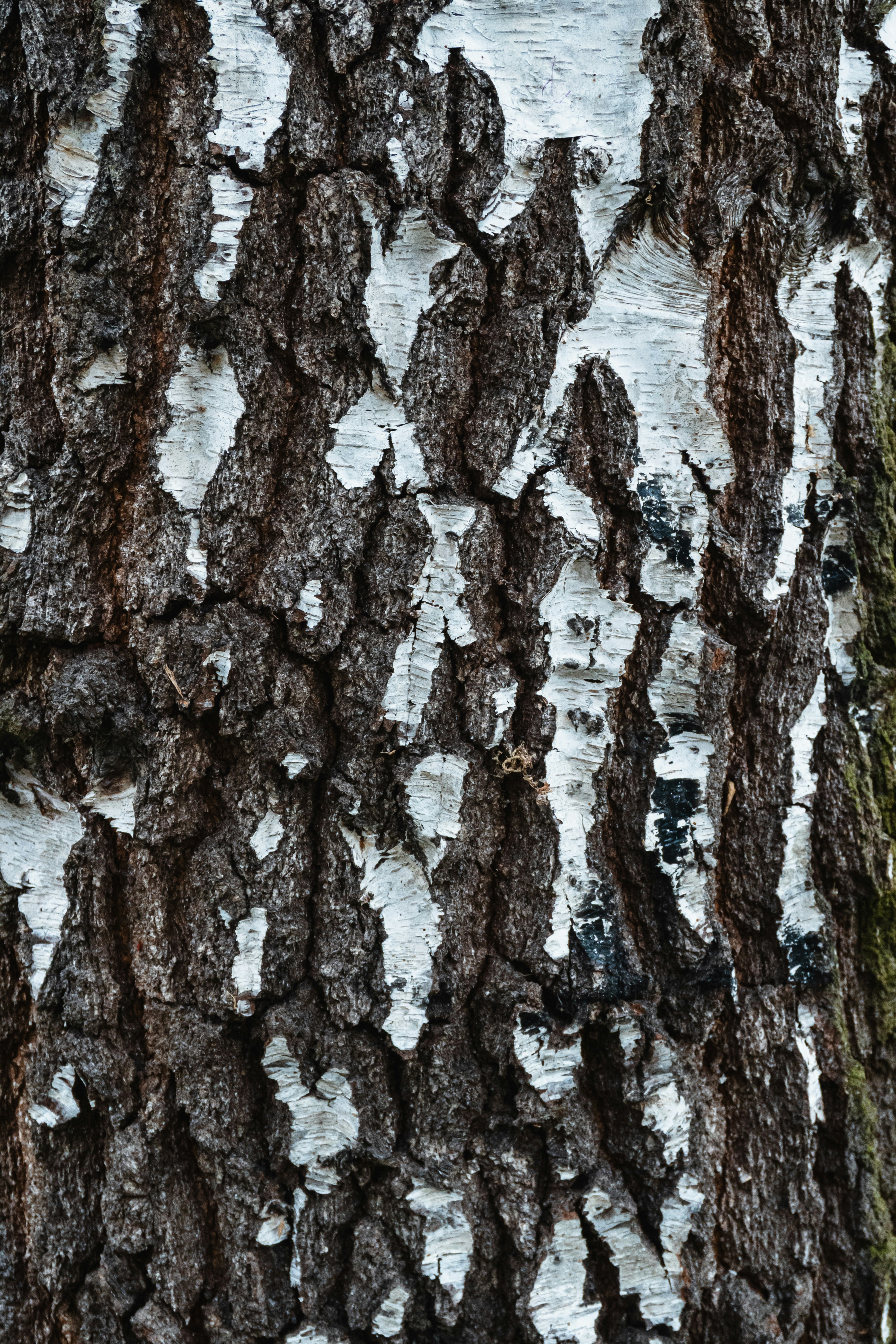 Rugged Bark: A Close, Textured Portrait of Tree Trunk Strata