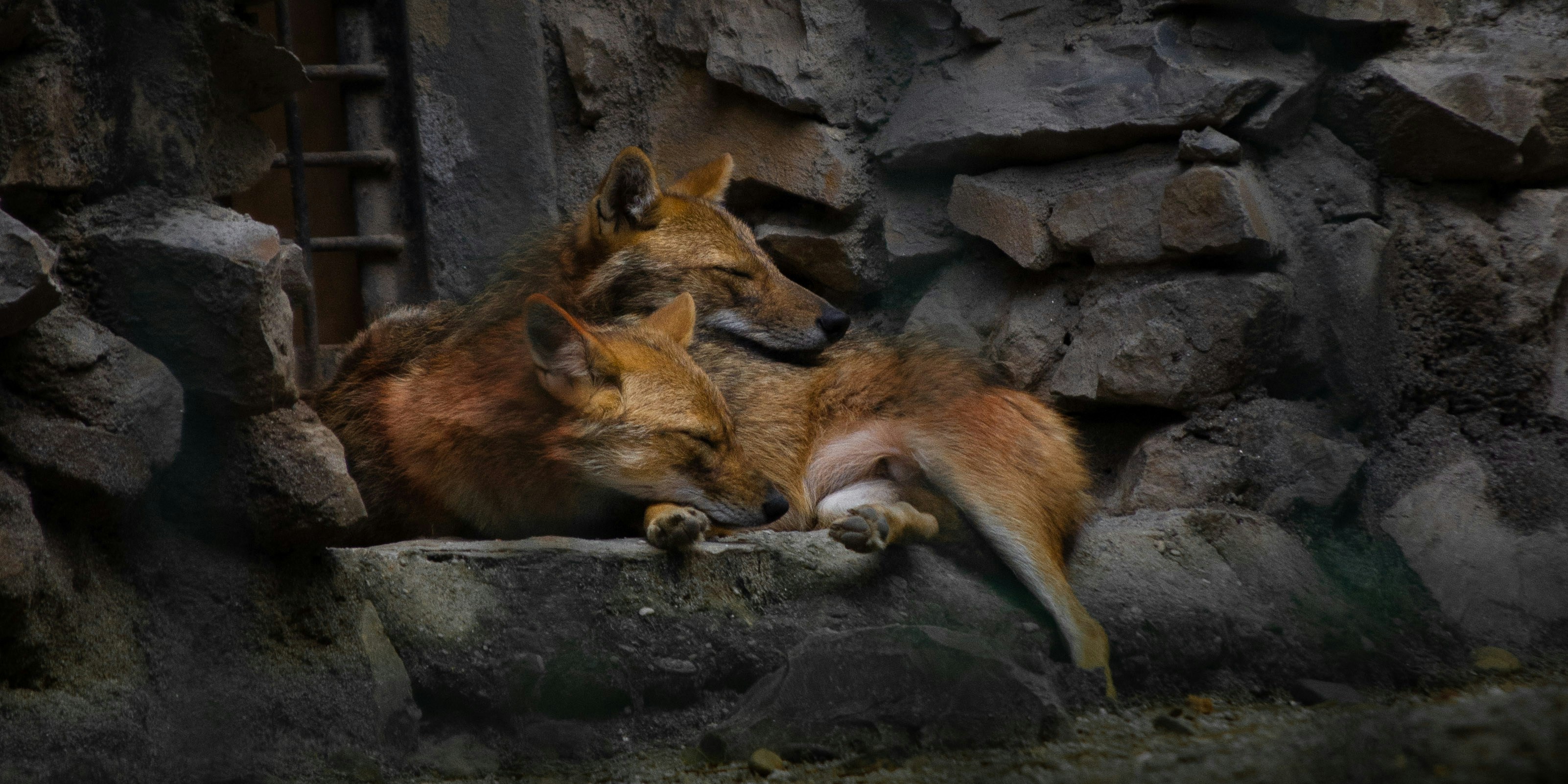 Resting Fox Duo Among Rock Fortress