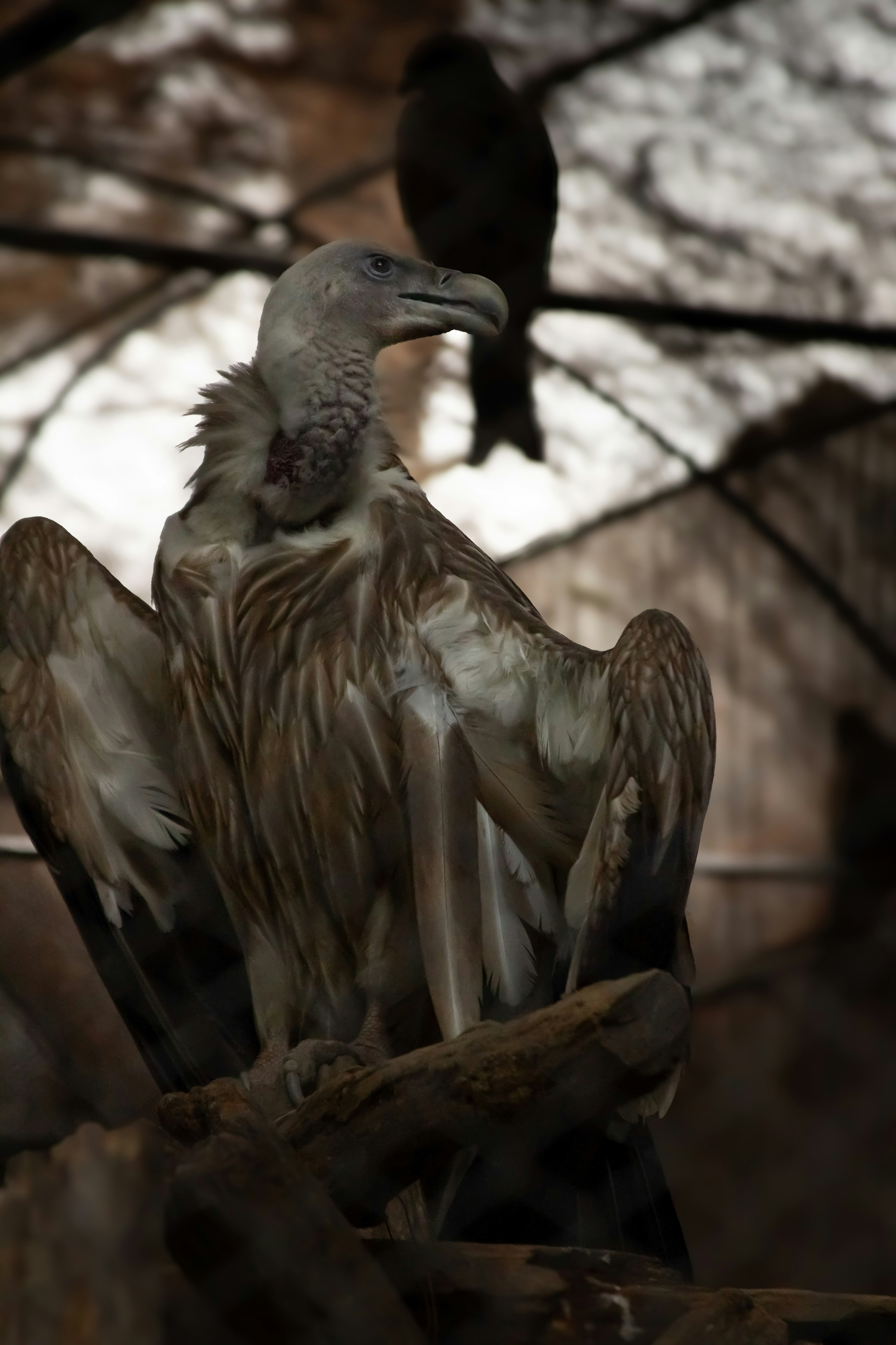 Majestic Vulture in Quiet Enclosure