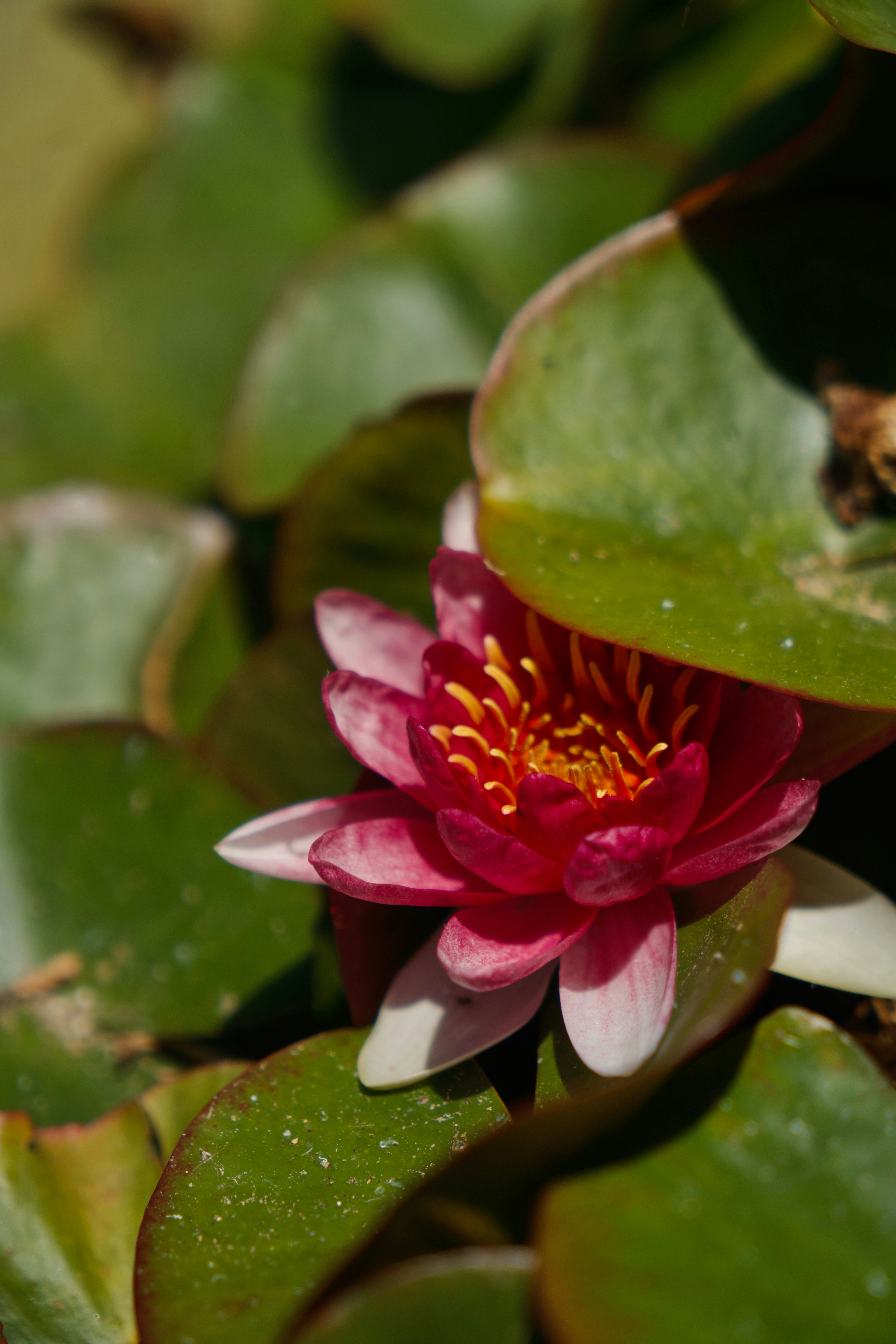 Crimson Waterlily in Sunlit Pond Edges