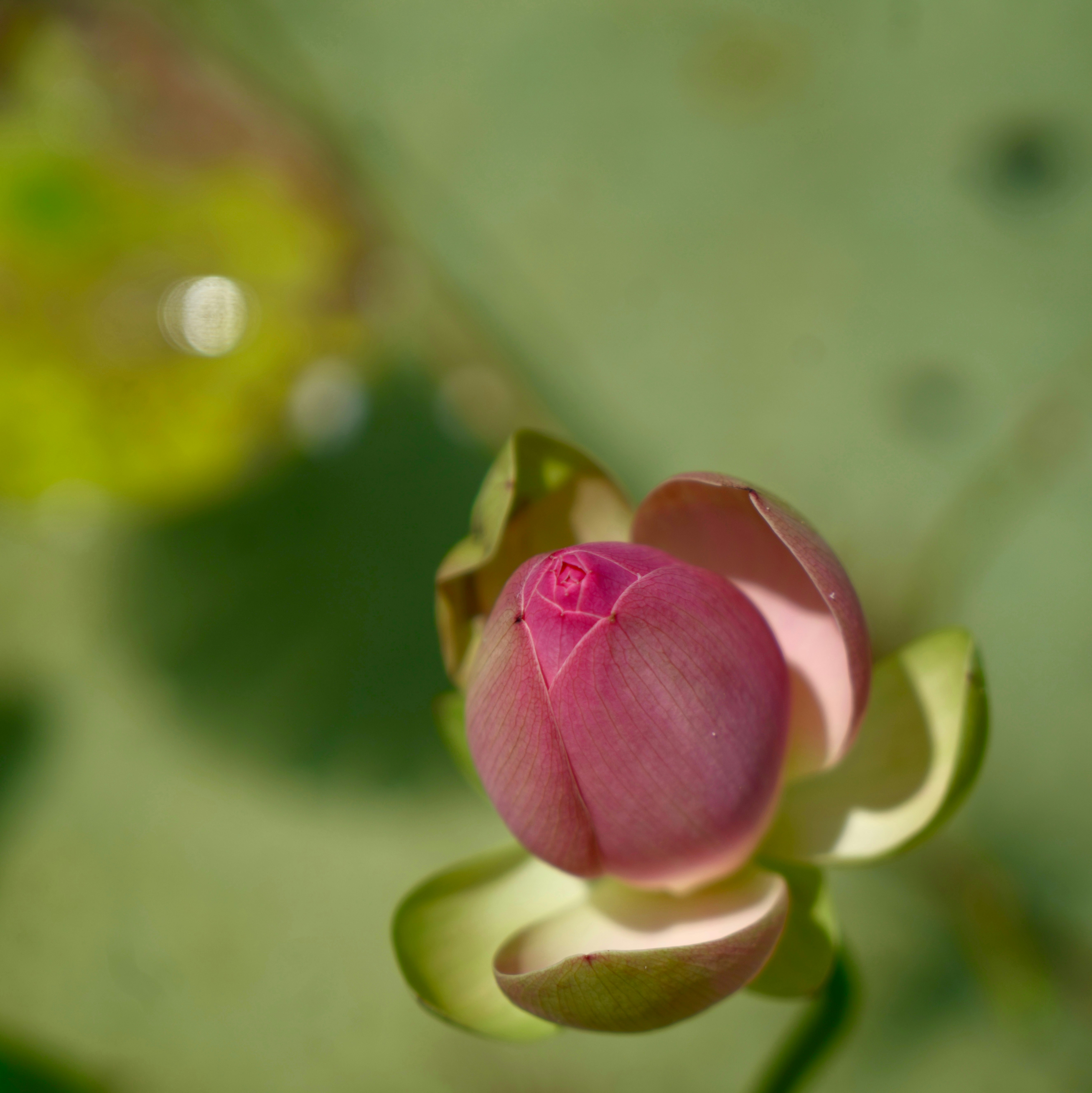 Pink Bud in Soft Green Halo
