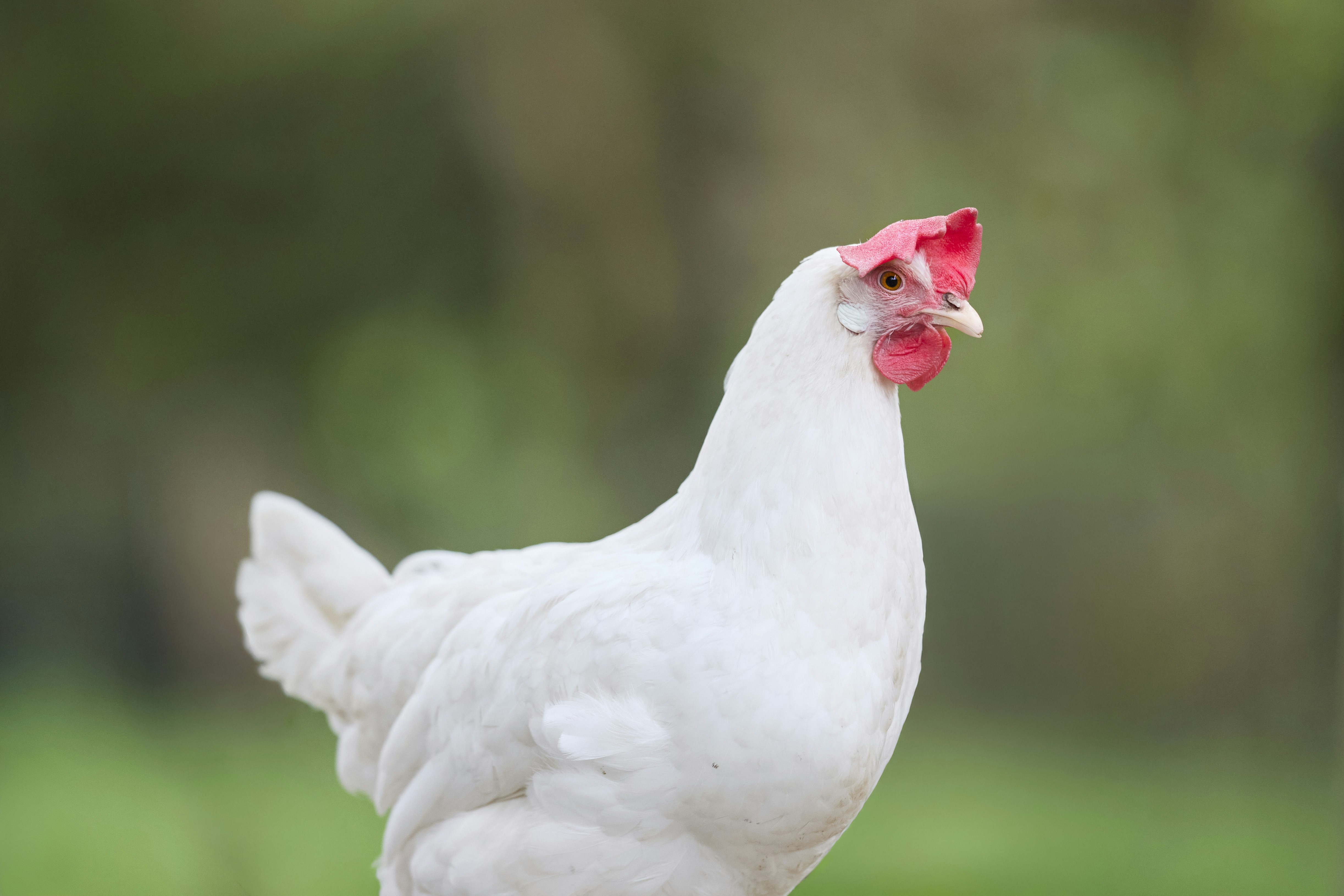 White Hen in Soft Green Quiet