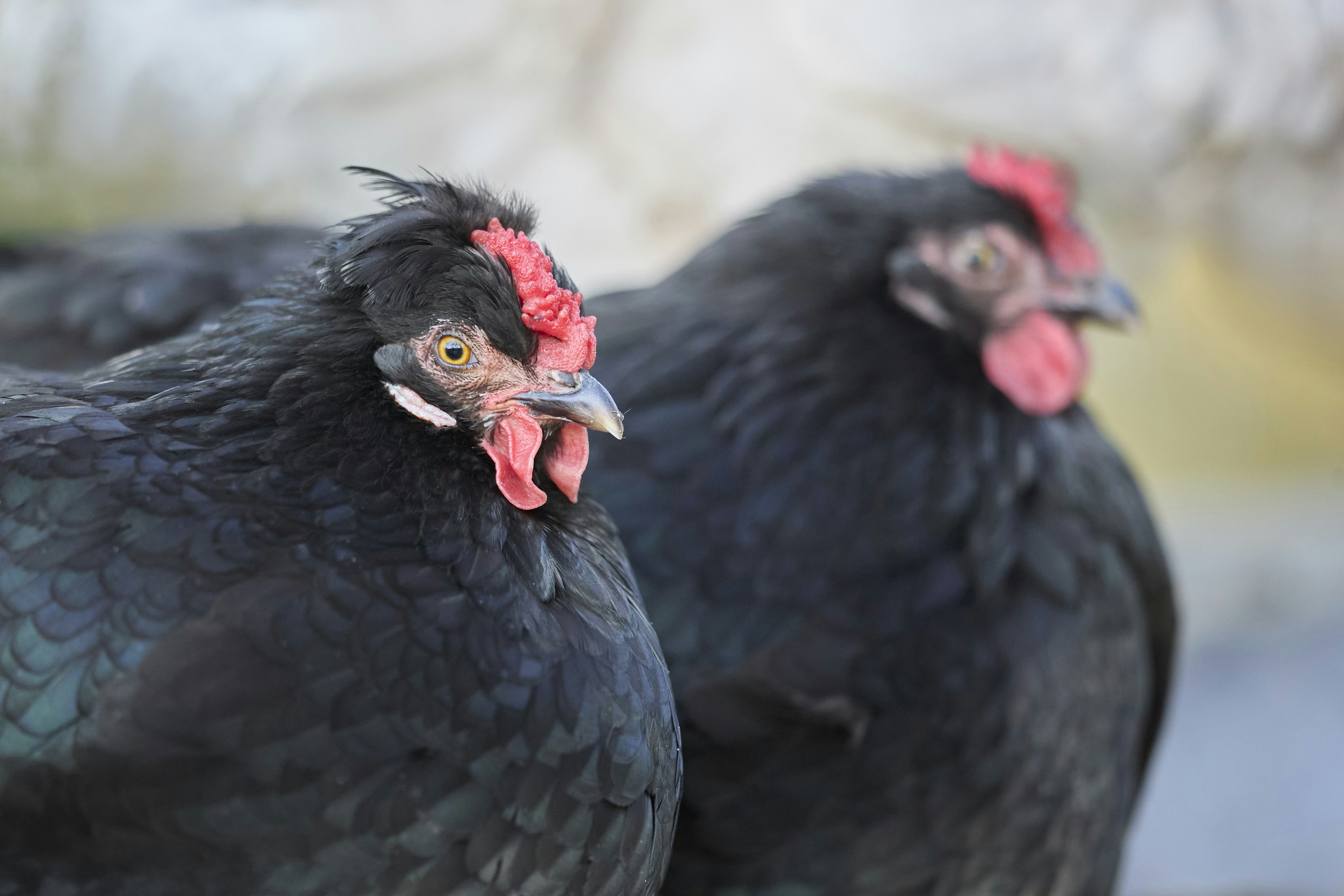 Two Black Hens with Red Crests in Soft-Focused Backyard