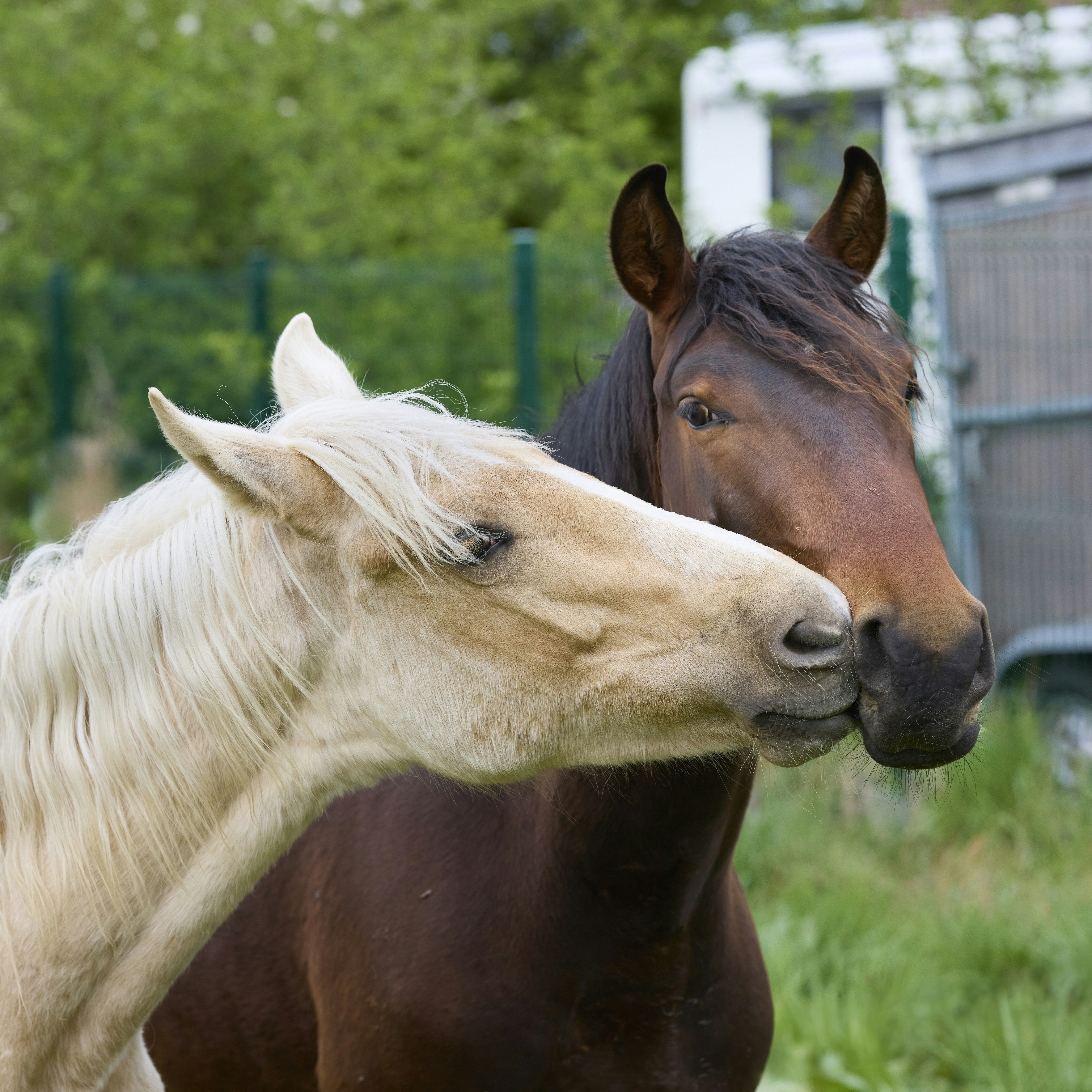 Two beautiful horses, a palomino and a dark bay, share a tender moment with muzzles touching, showcasing affection and companionship in a green pasture.