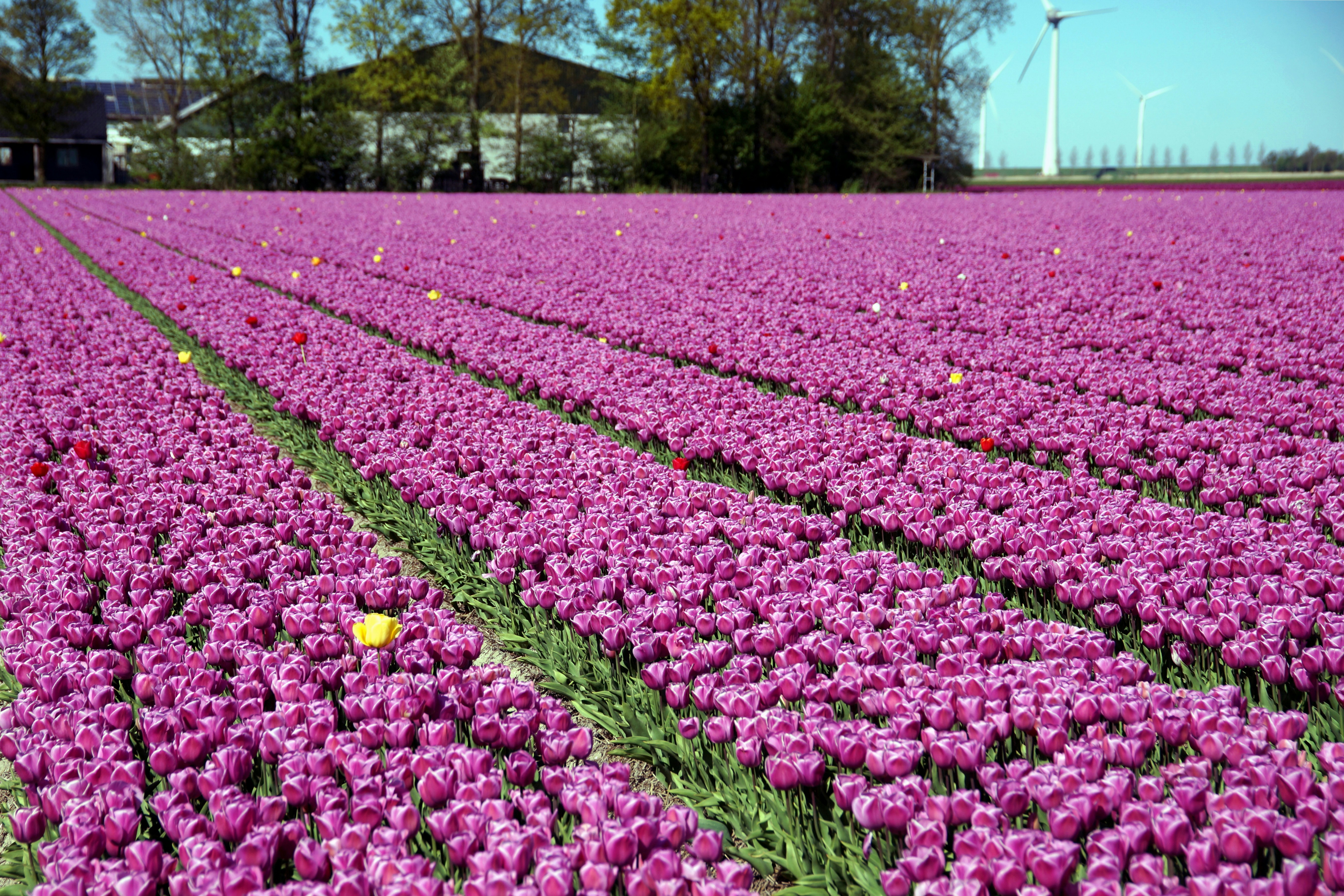 A Sea of Magenta Tulips Stretching Toward a Distant Skyline