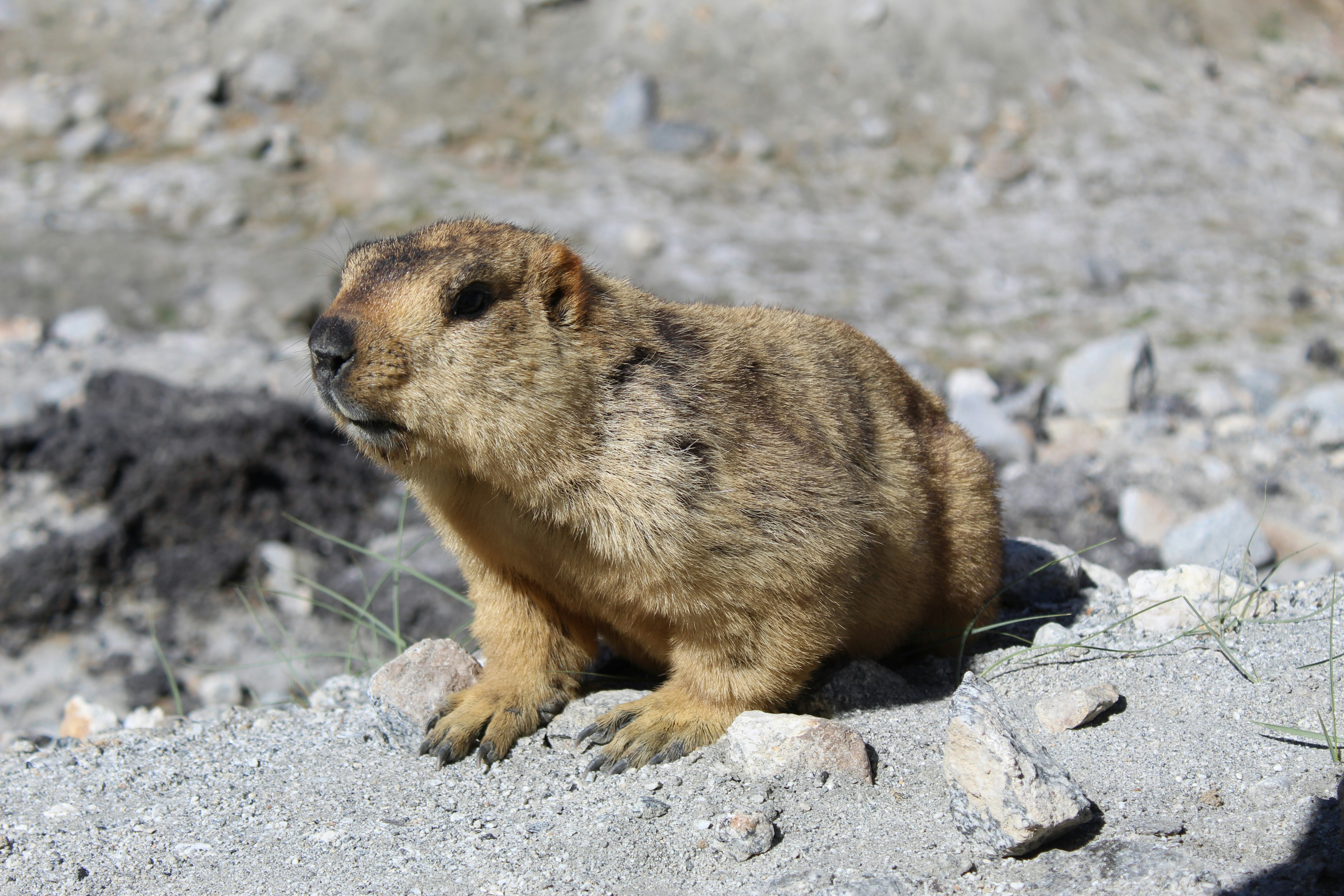 Himalayan marmot seen near Pangong Lake, Ladakh, India.