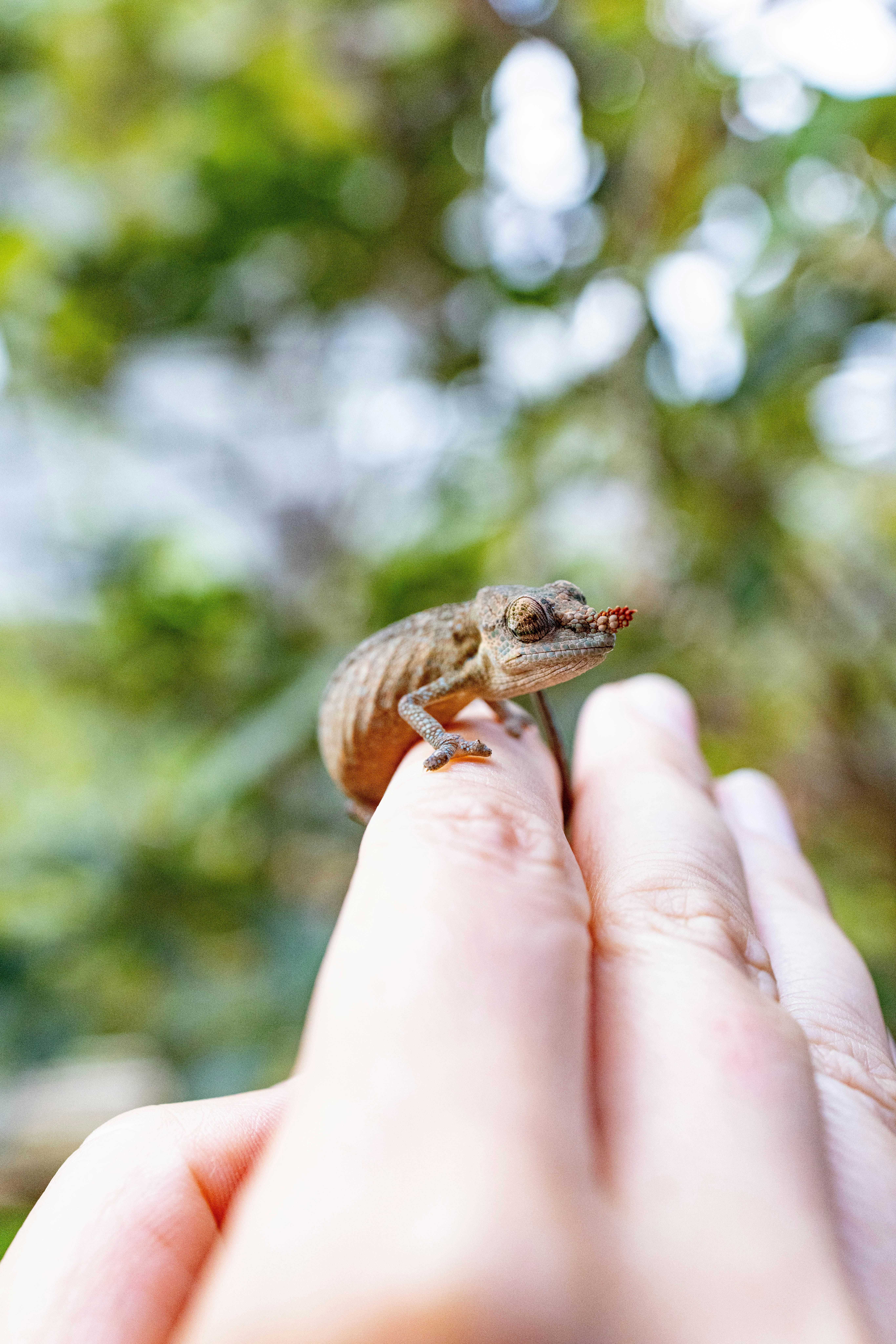 Tiny Gecko on Friendly Hand: Macro Moment in Bright Garden Light