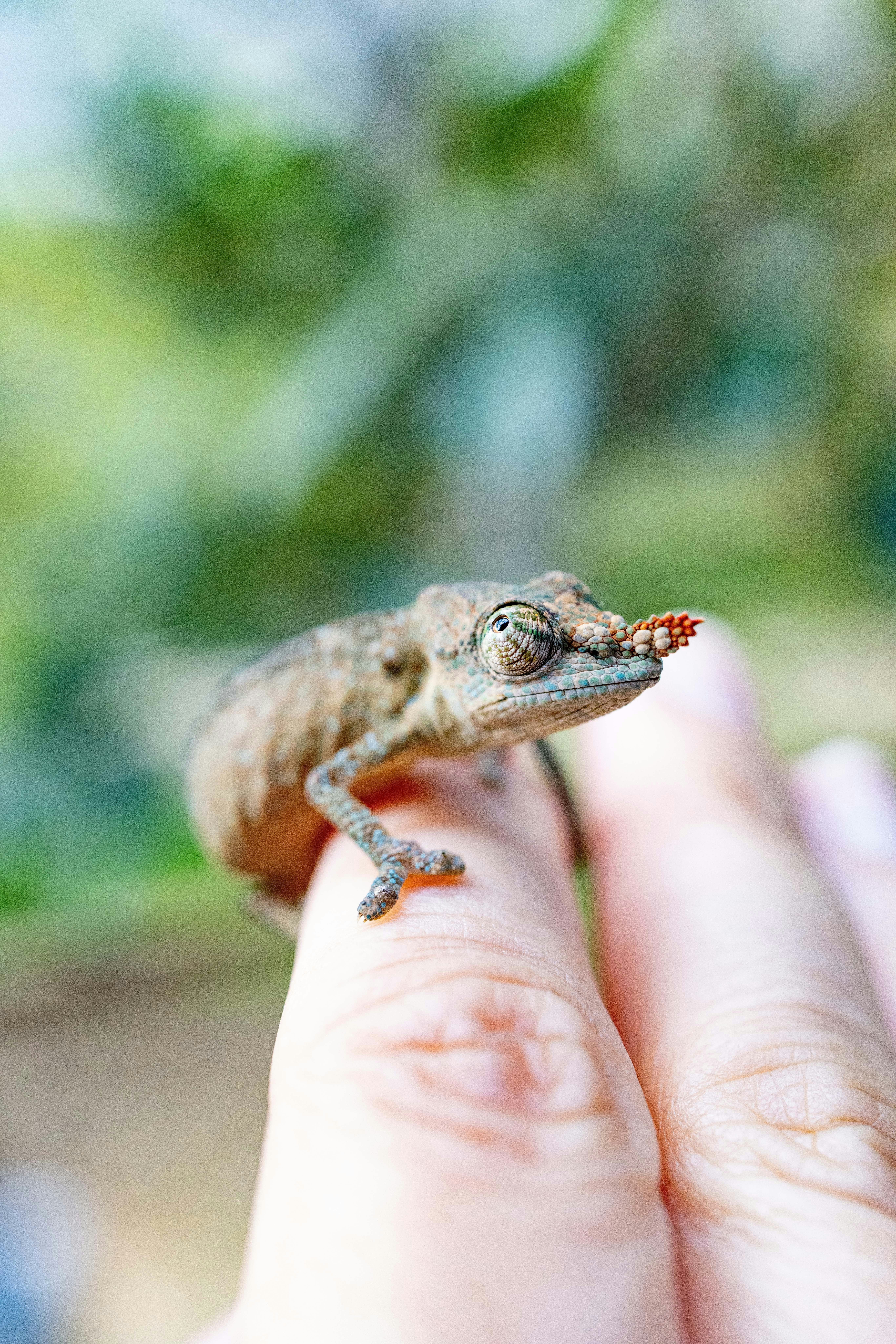 Tiny Gecko, Big Moment: Close-Up of a Lizard Perched on a Finger